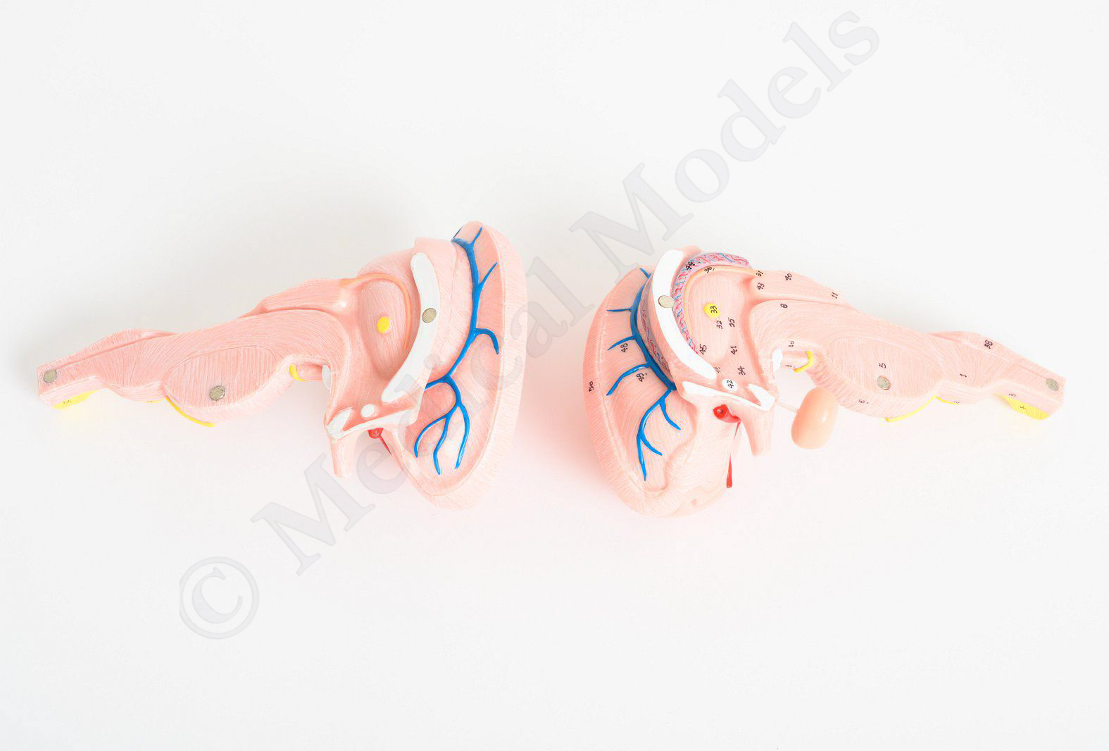 Axis Enlarged Brain Stem Anatomy Model | Brain Models – Store – Medical ...