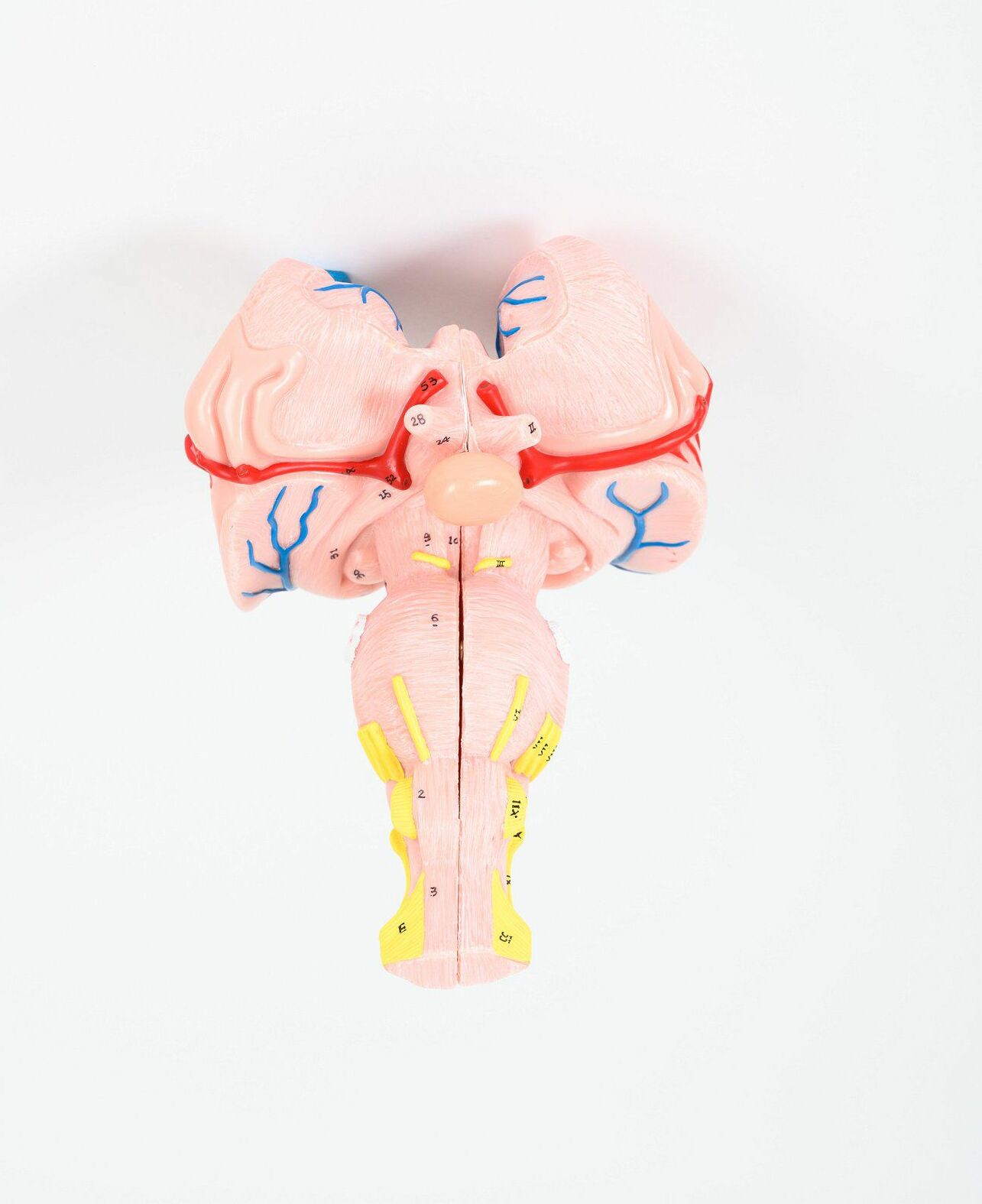 Axis Enlarged Brain Stem Anatomy Model | Brain Models – Store – Medical ...