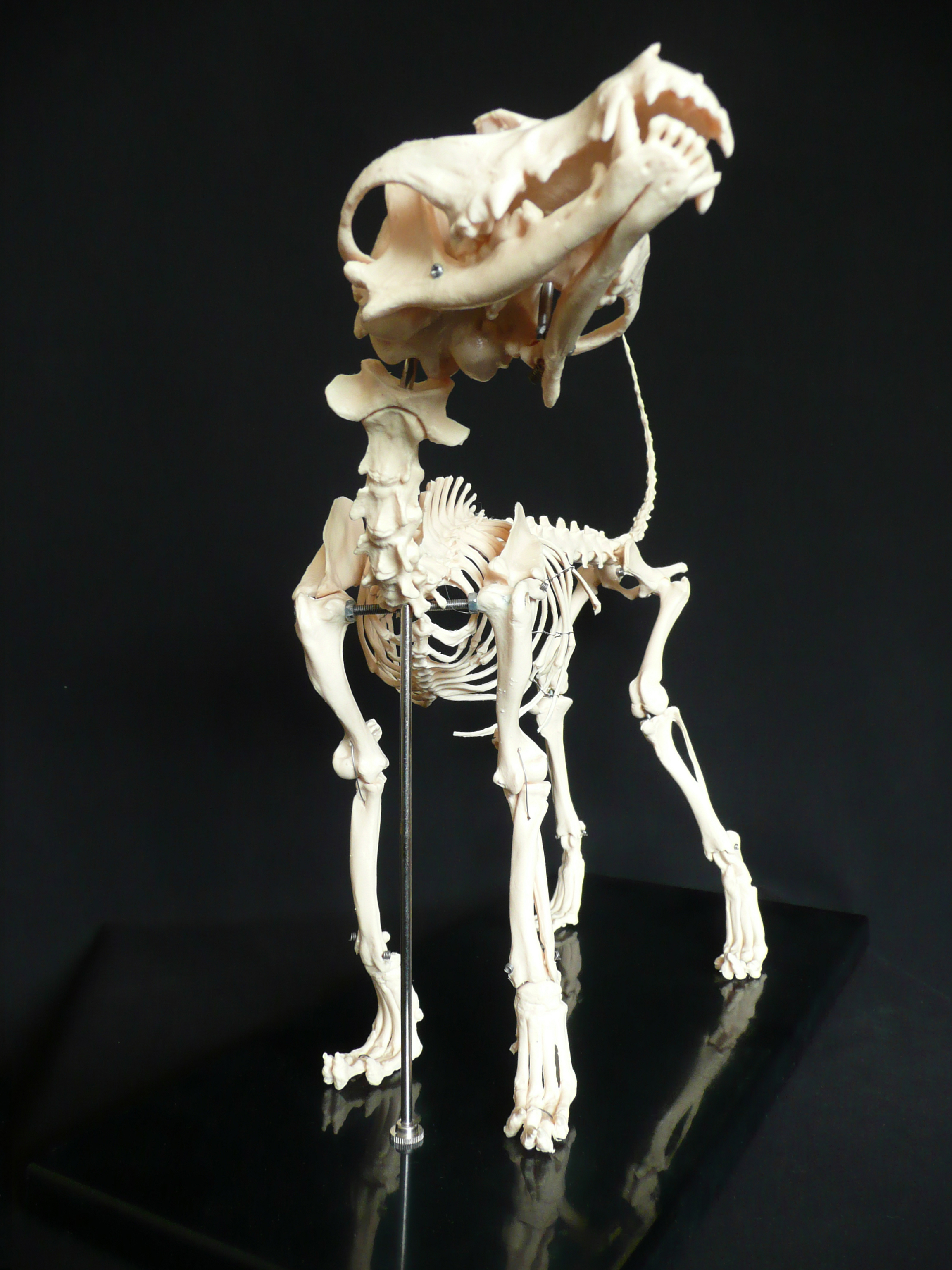Anatomical Canine/Dog Skeleton Model | Animal Models – Products ...