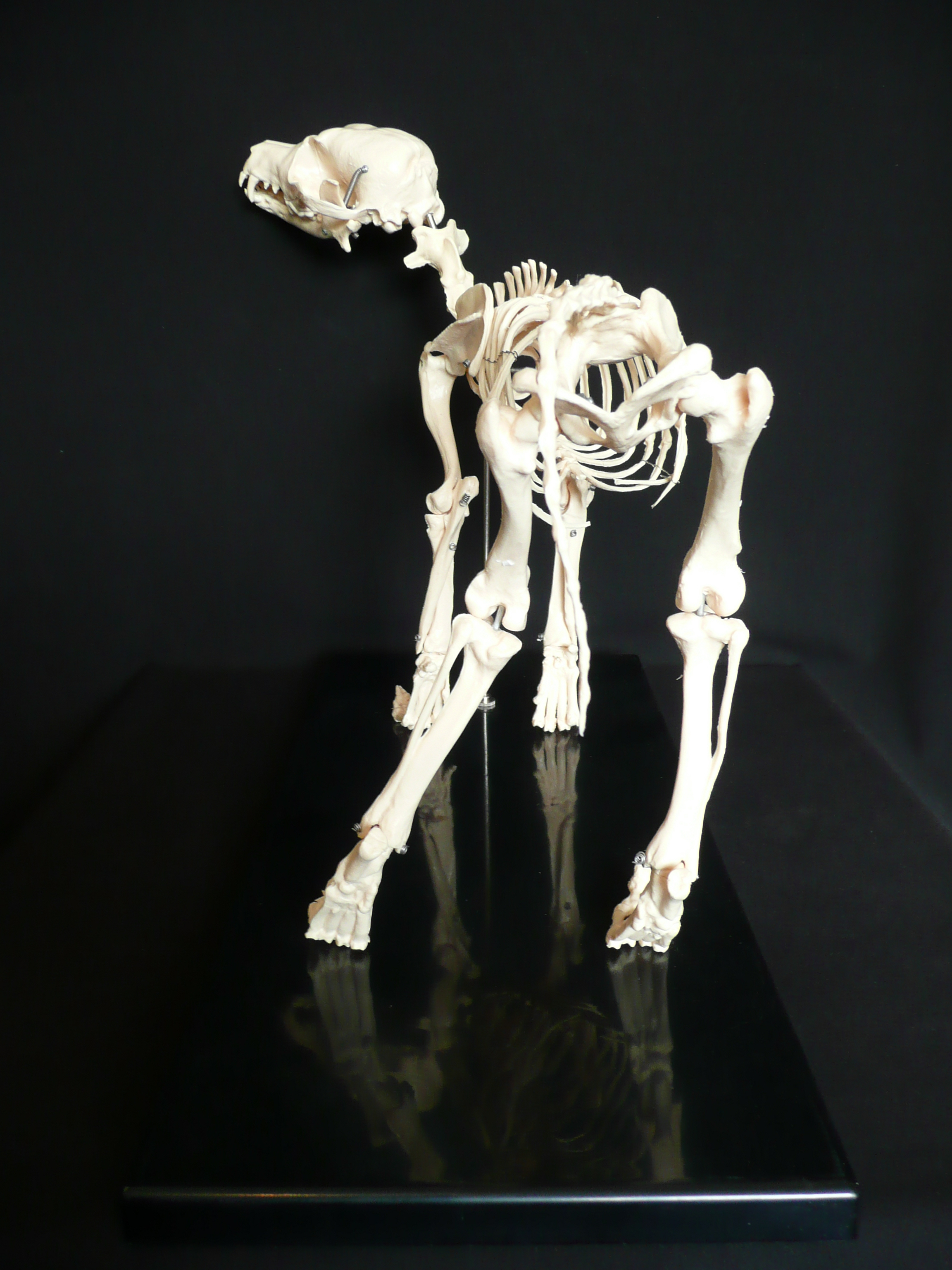 Anatomical Canine/Dog Skeleton Model | Animal Models – Store – Medical ... Anatomical Canine/Dog Skeleton Model | Animal Models – Store – Medical ...