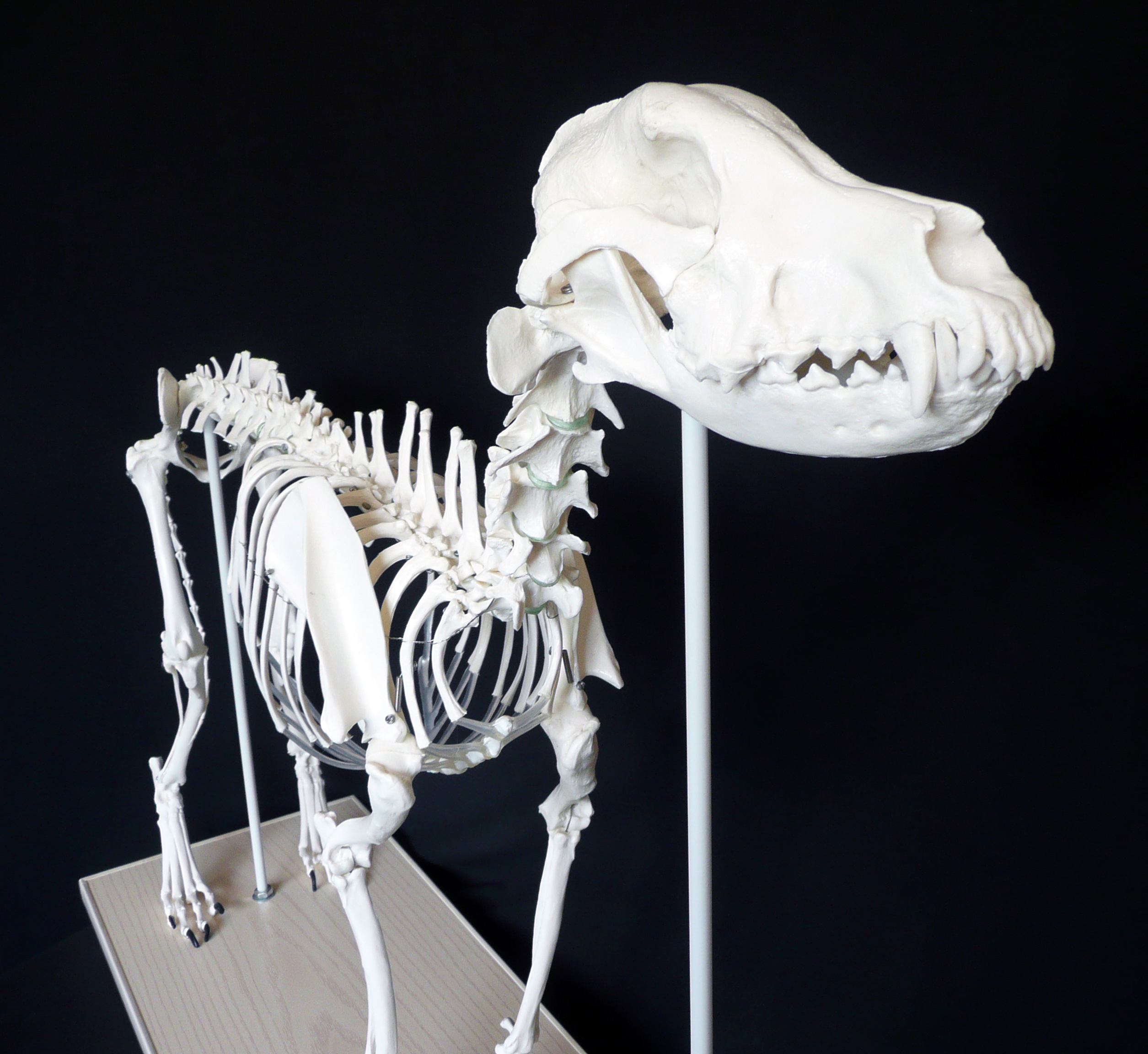 Anatomical Advanced Large Canine/Dog Skeleton Model | Animal Models ...