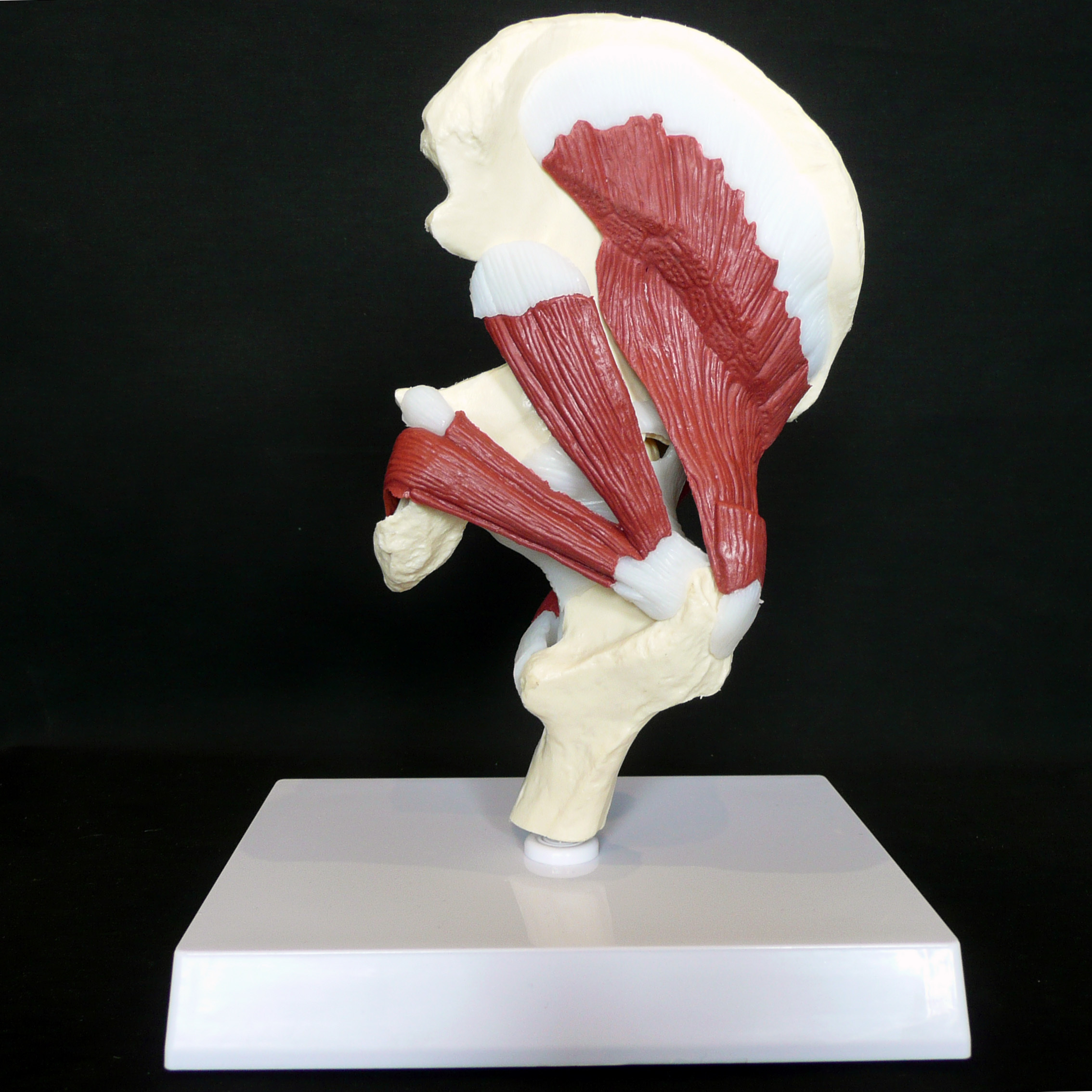 Anatomical Human Advanced Hip Joint Muscle Model | Joints – Store ...