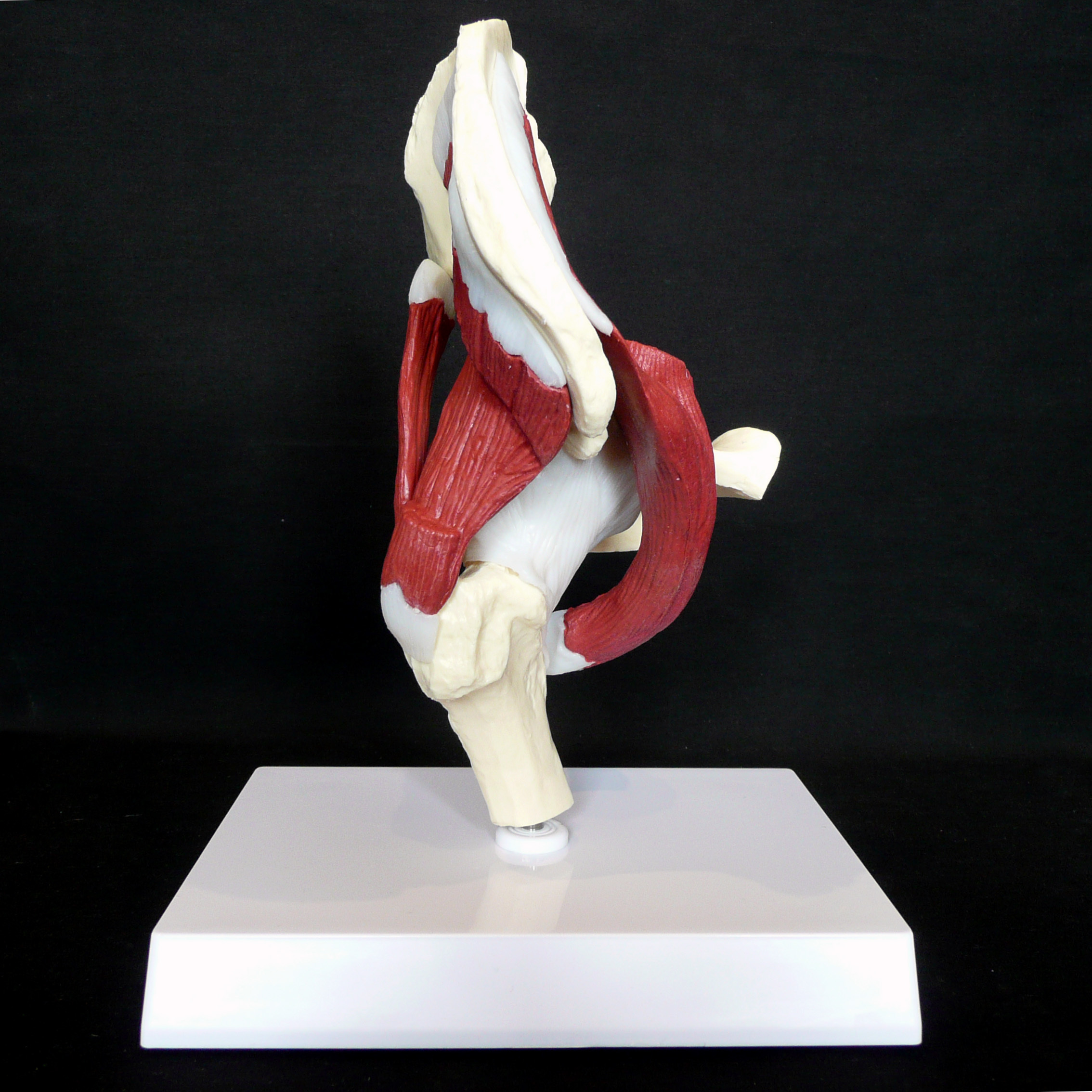 Anatomical Human Advanced Hip Joint Muscle Model | Joints – Store ...