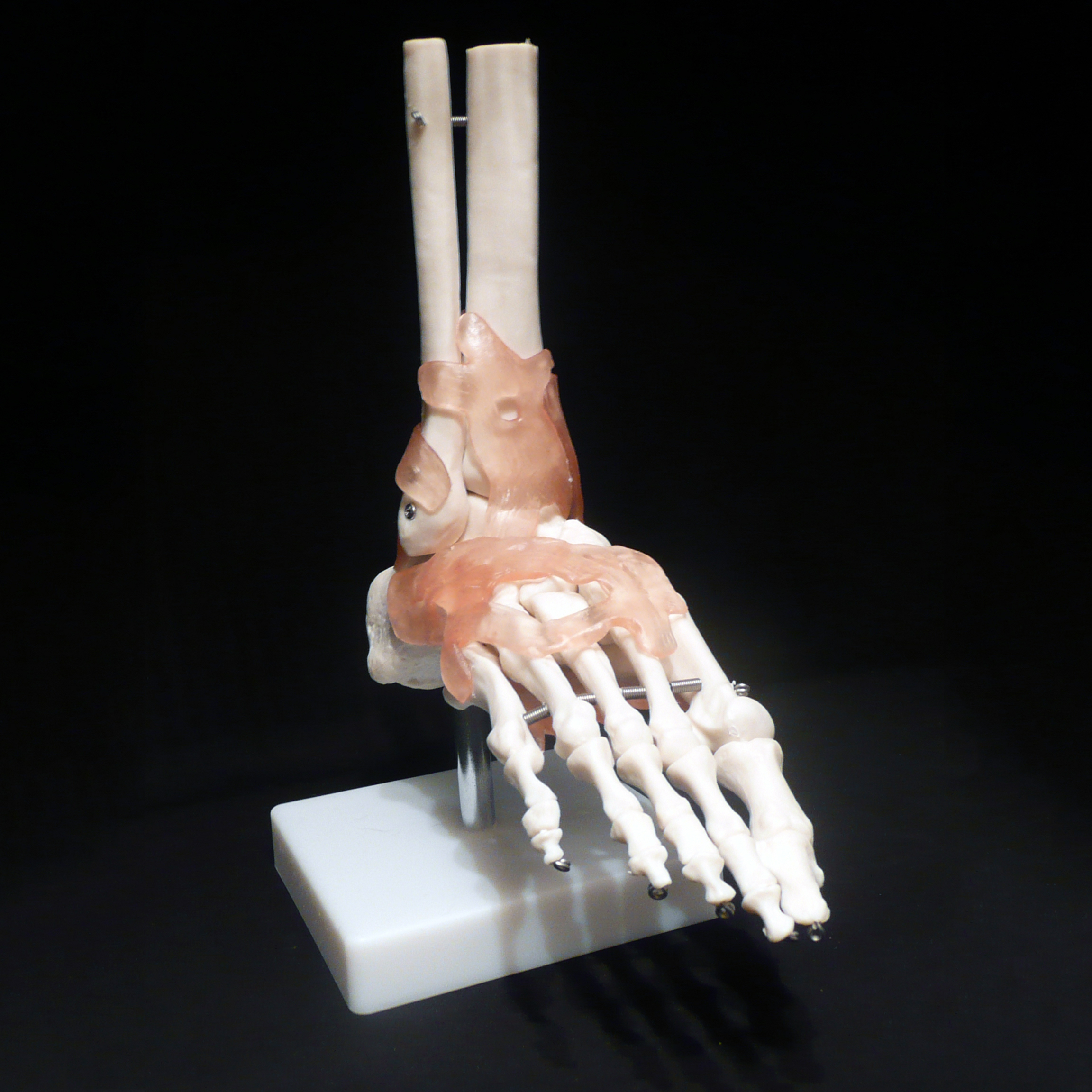 Life-Size Anatomical Human Foot/Ankle Joint with Ligaments Model ...