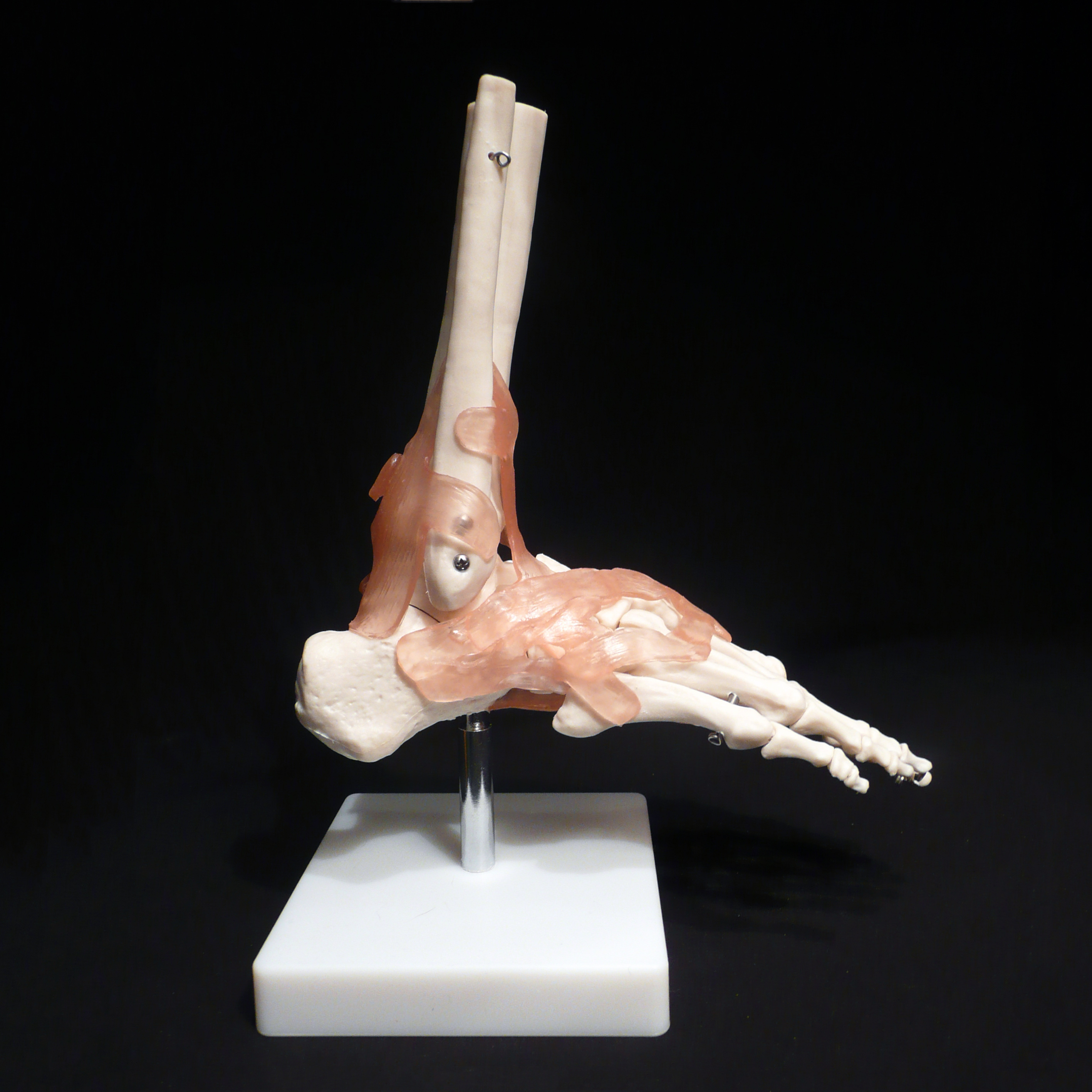Life-Size Anatomical Human Foot/Ankle Joint with Ligaments Model ...