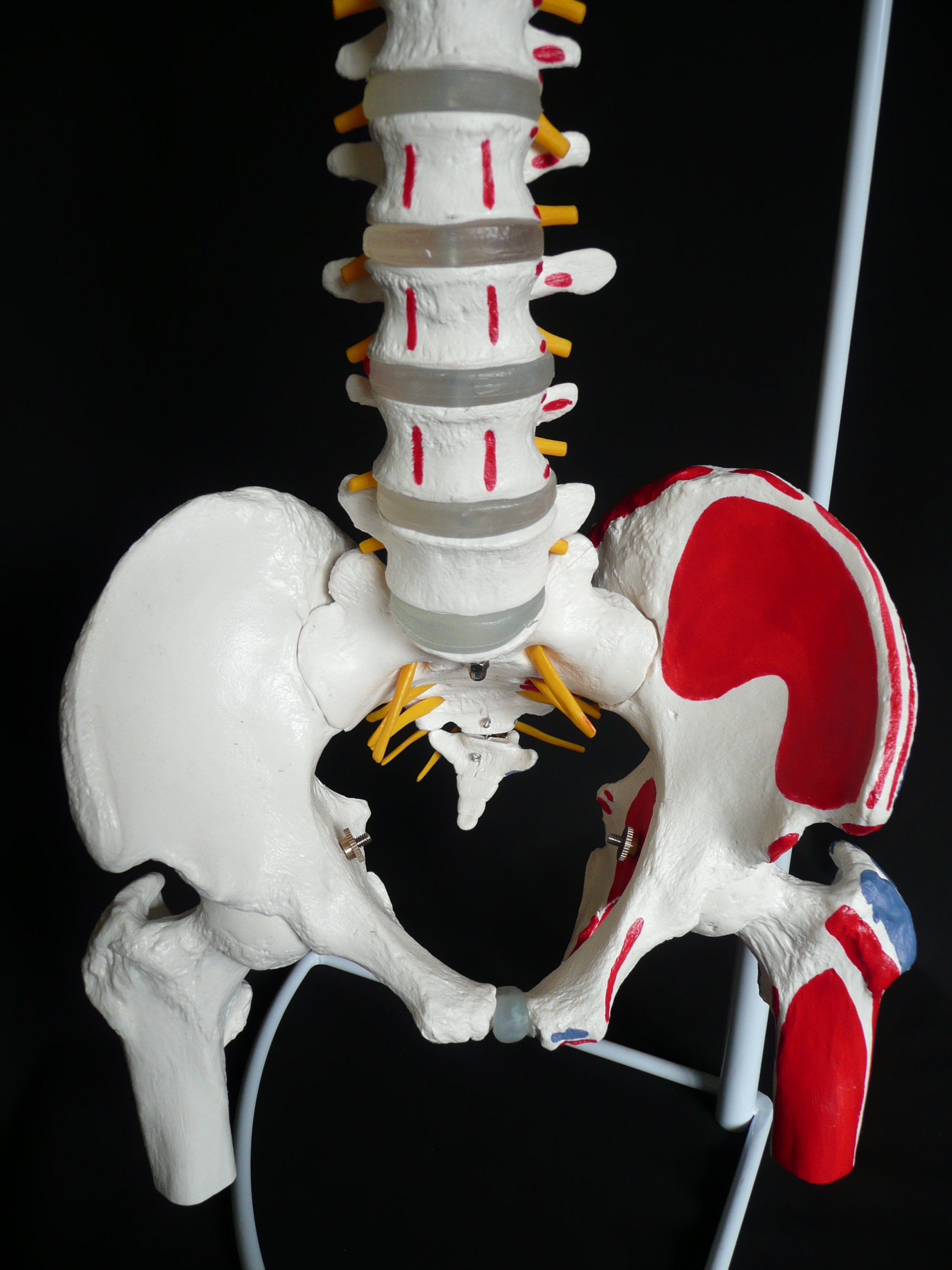 Anatomical Human Vertebral Column Spine Model with Muscle Insertions ...