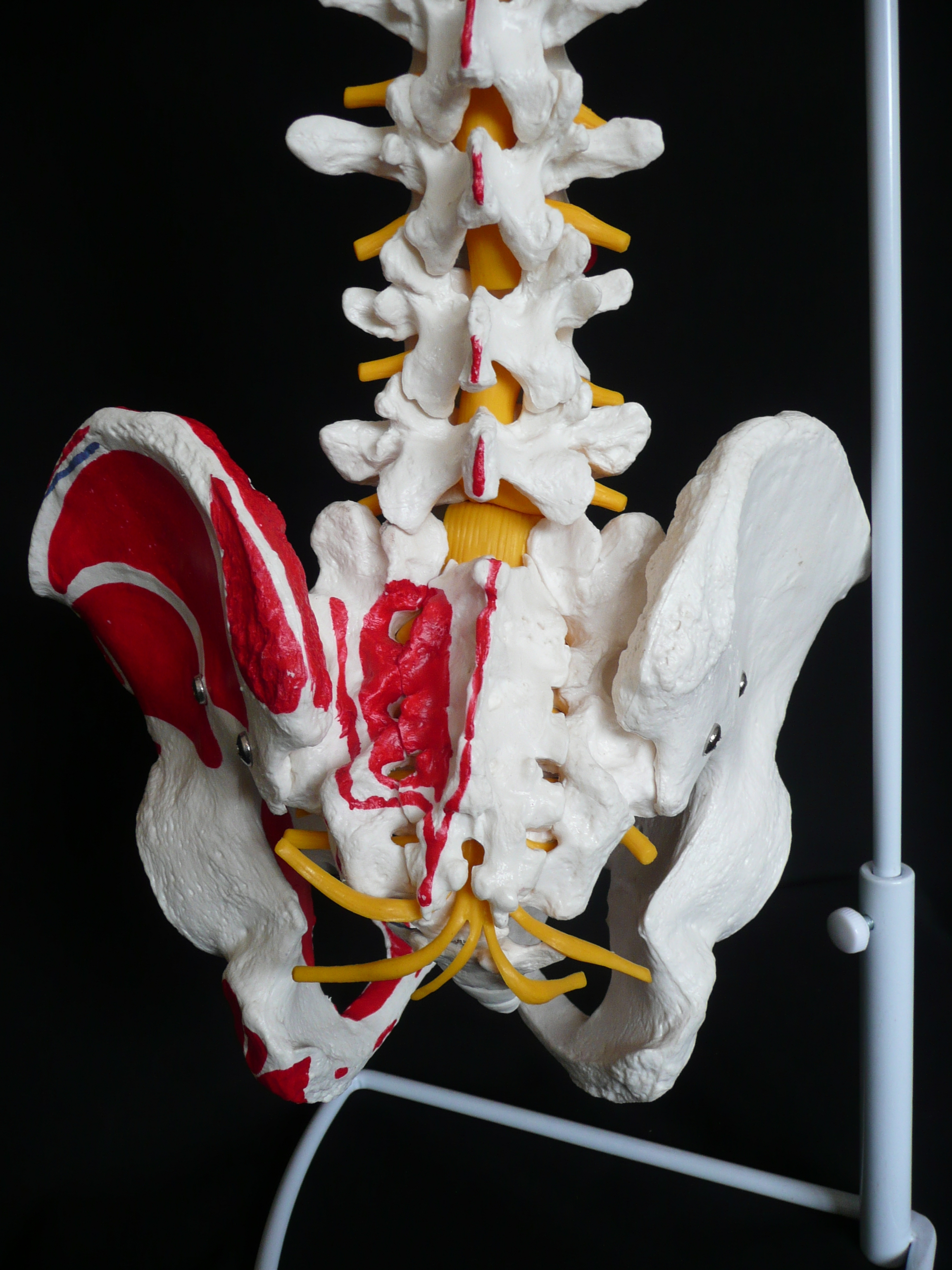 Anatomical Human Vertebral Column Spine Model with Muscle Insertions ...