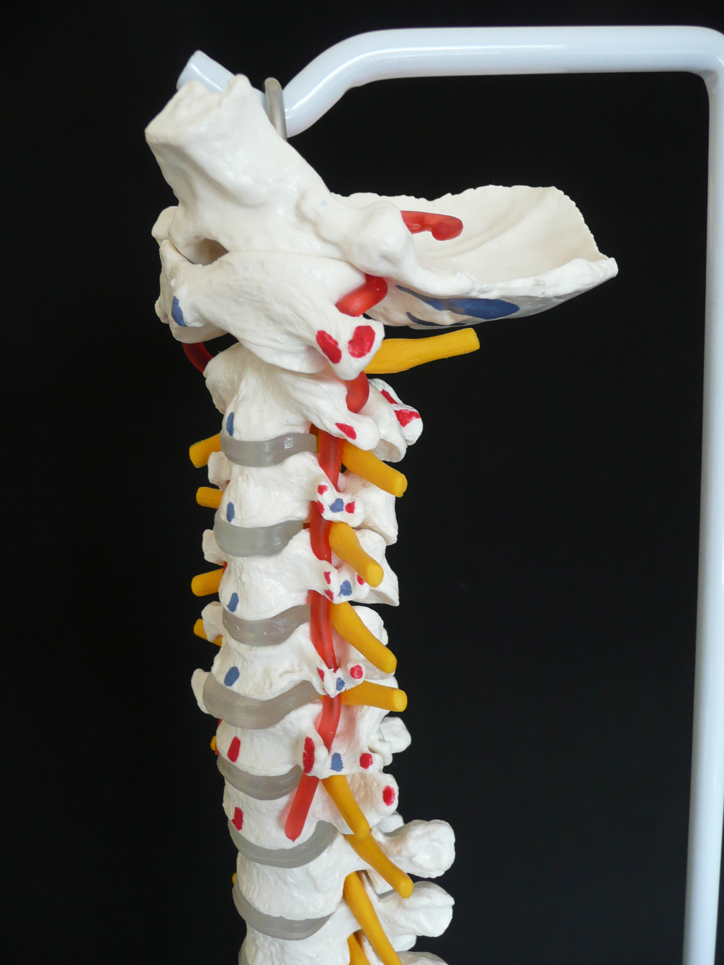 Anatomical Human Vertebral Column Spine Model with Muscle Insertions ...