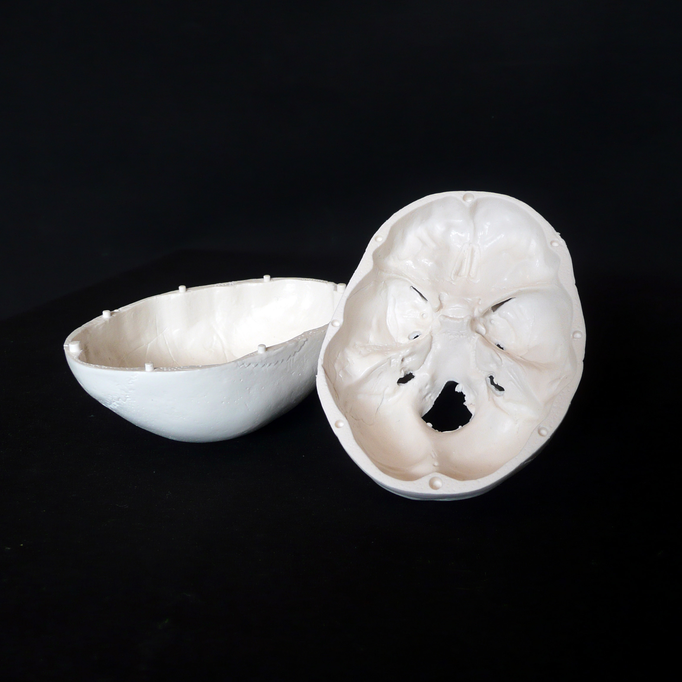 Deluxe Miniature Anatomical Human Skull Model | Skull Models – Products ...