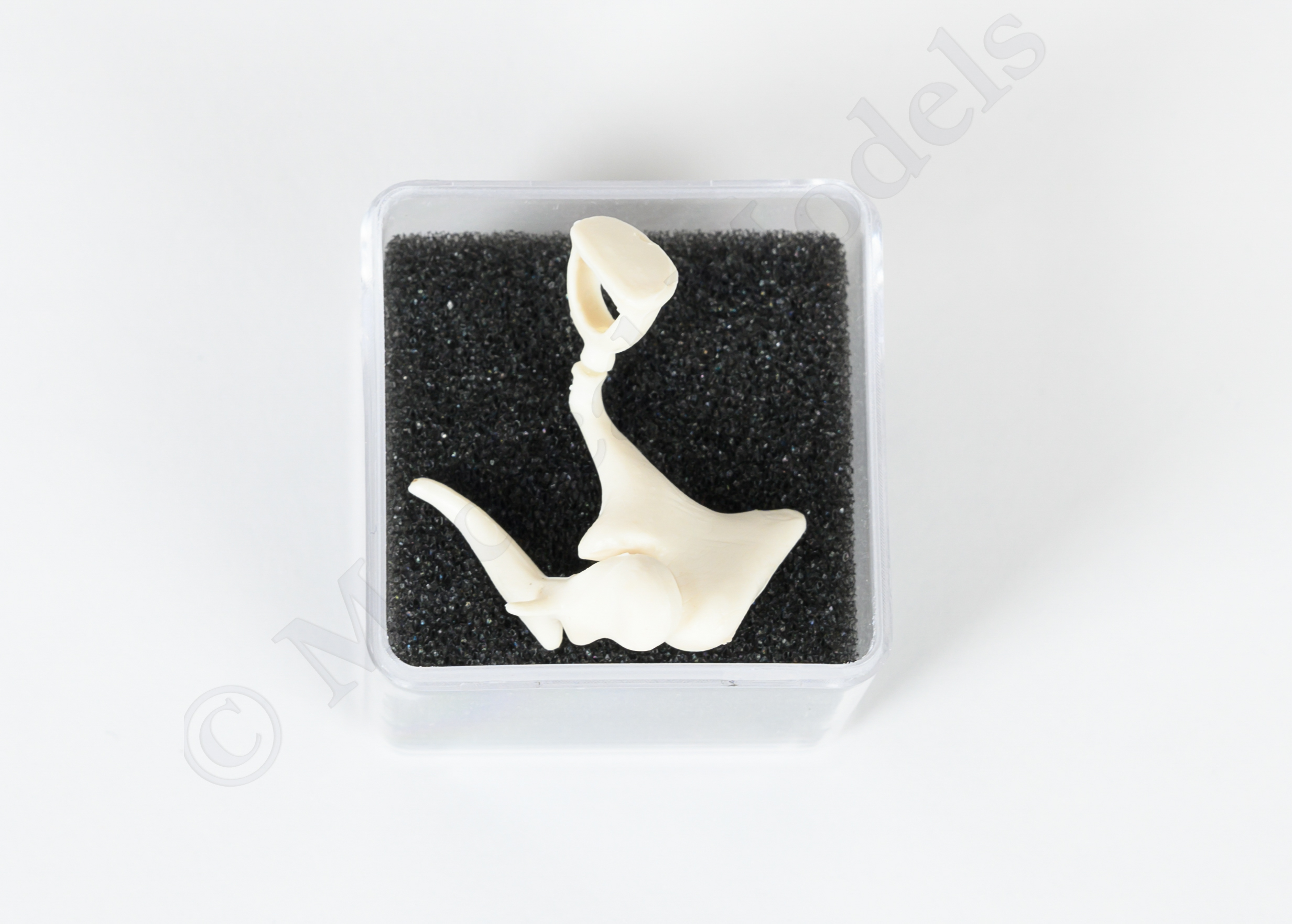 Human Auditory Ossicles Bone Model | Head and Throat Anatomy – Products ...