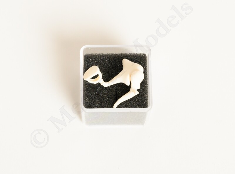 Human Auditory Ossicles Bone Model – Products – Medical Models