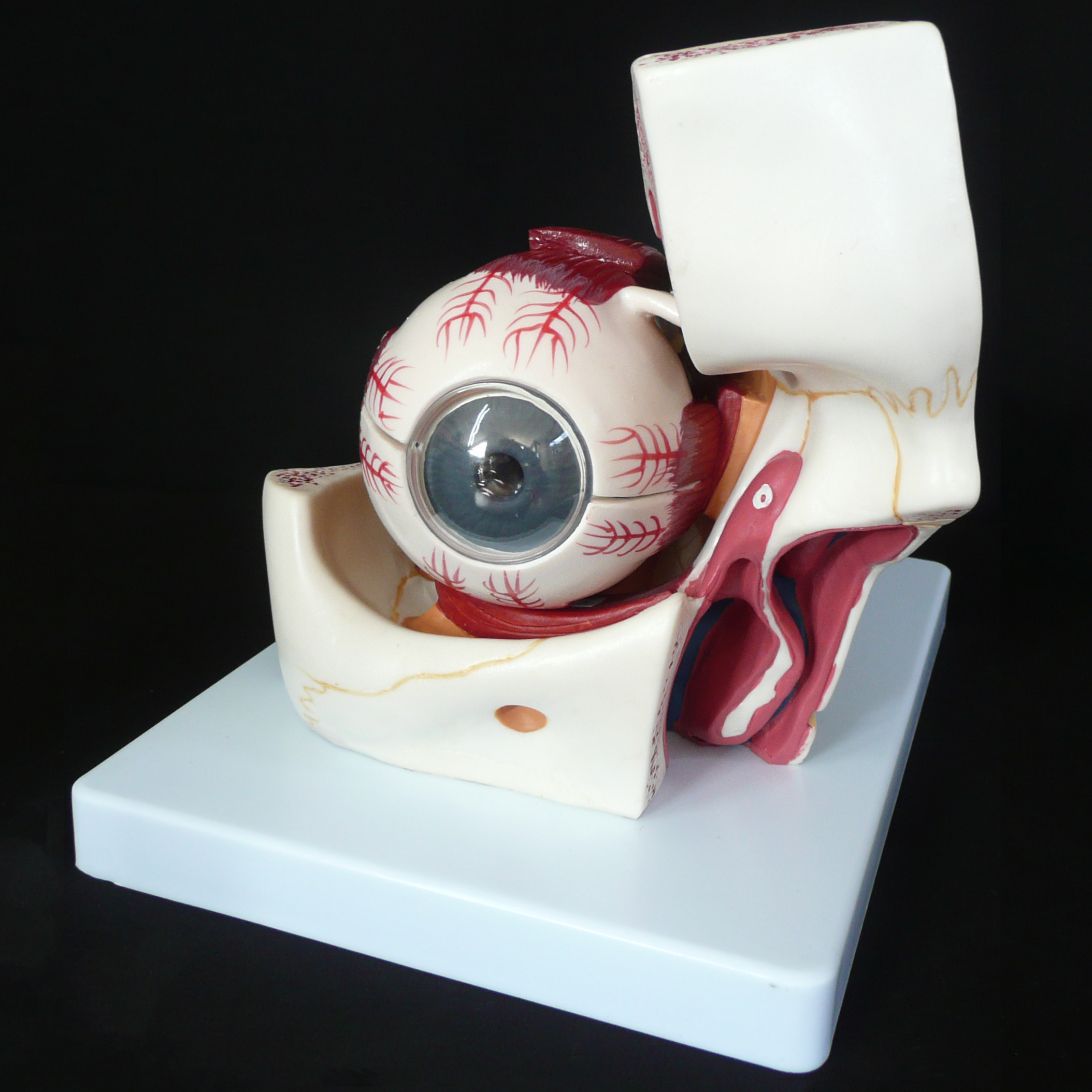 Anatomical Human Eye with Orbit Model | Eye Models – Products – Medical ...