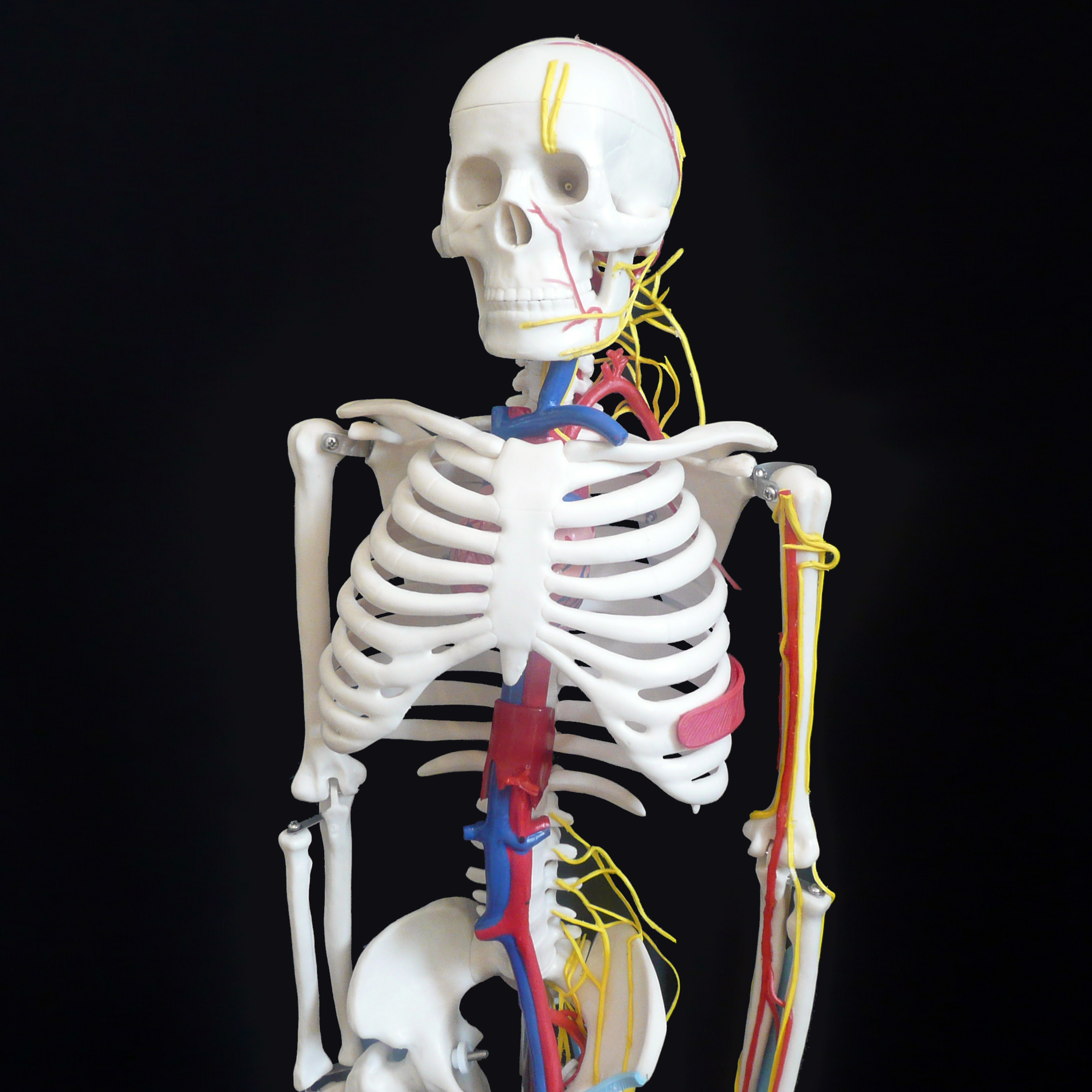 85cm Tall Human Anatomical Skeleton with Nerves and Blood Vessels Model ...
