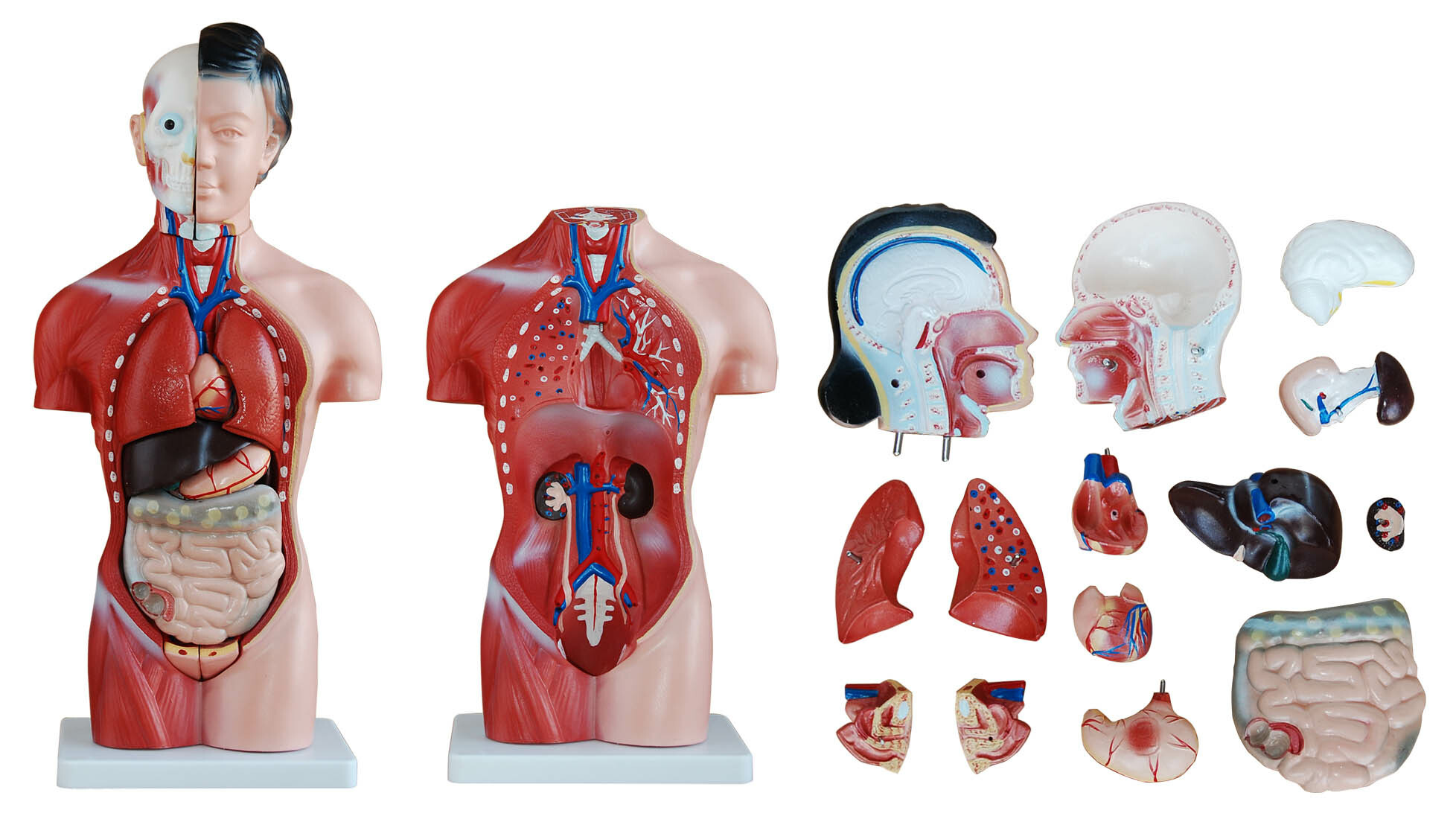 42cm Tall Human Anatomical Female Torso Model | Torso Models – Products ...