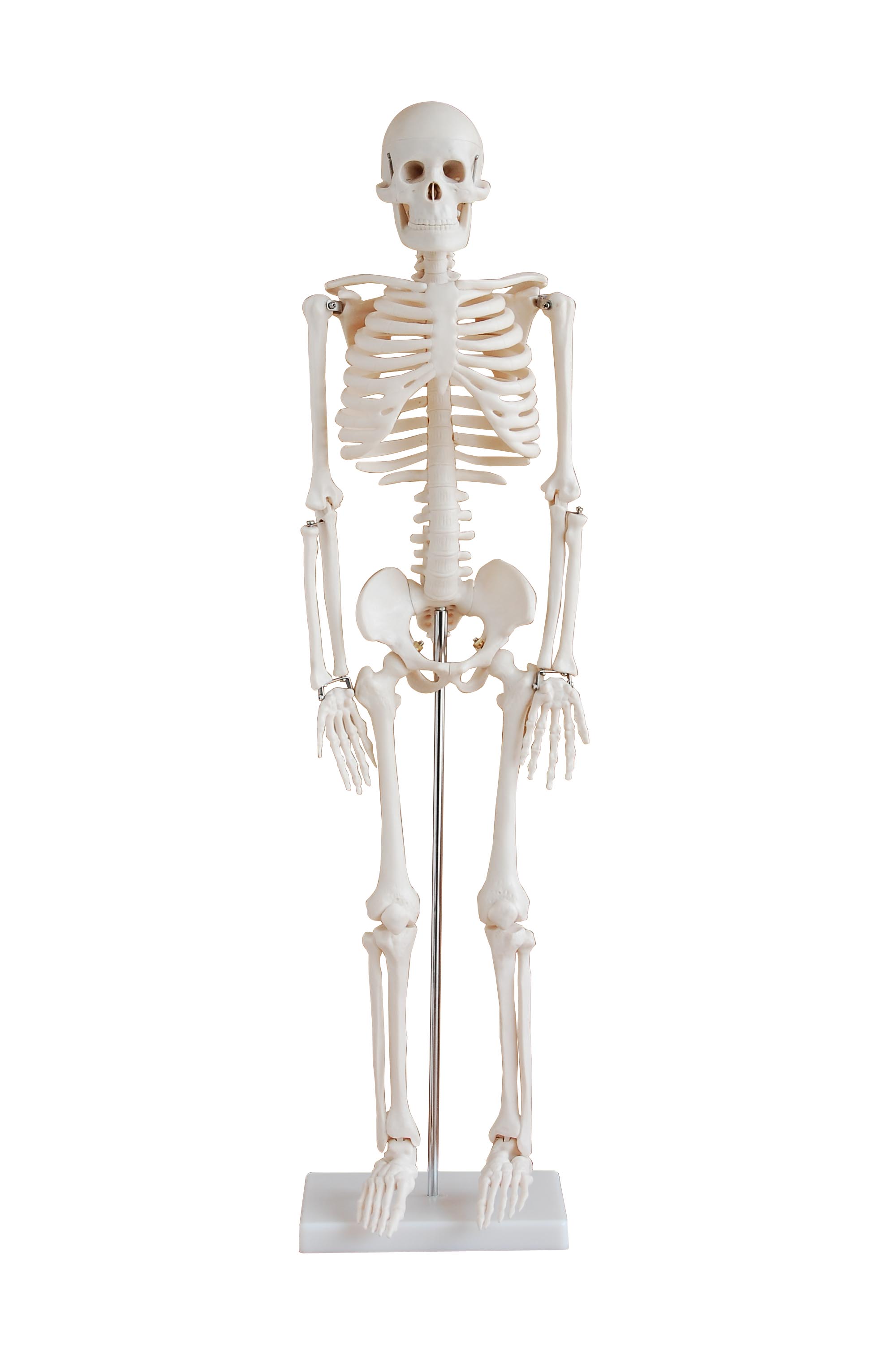 85cm Tall Human Anatomical Skeleton Model | Skeleton Models – Store ...
