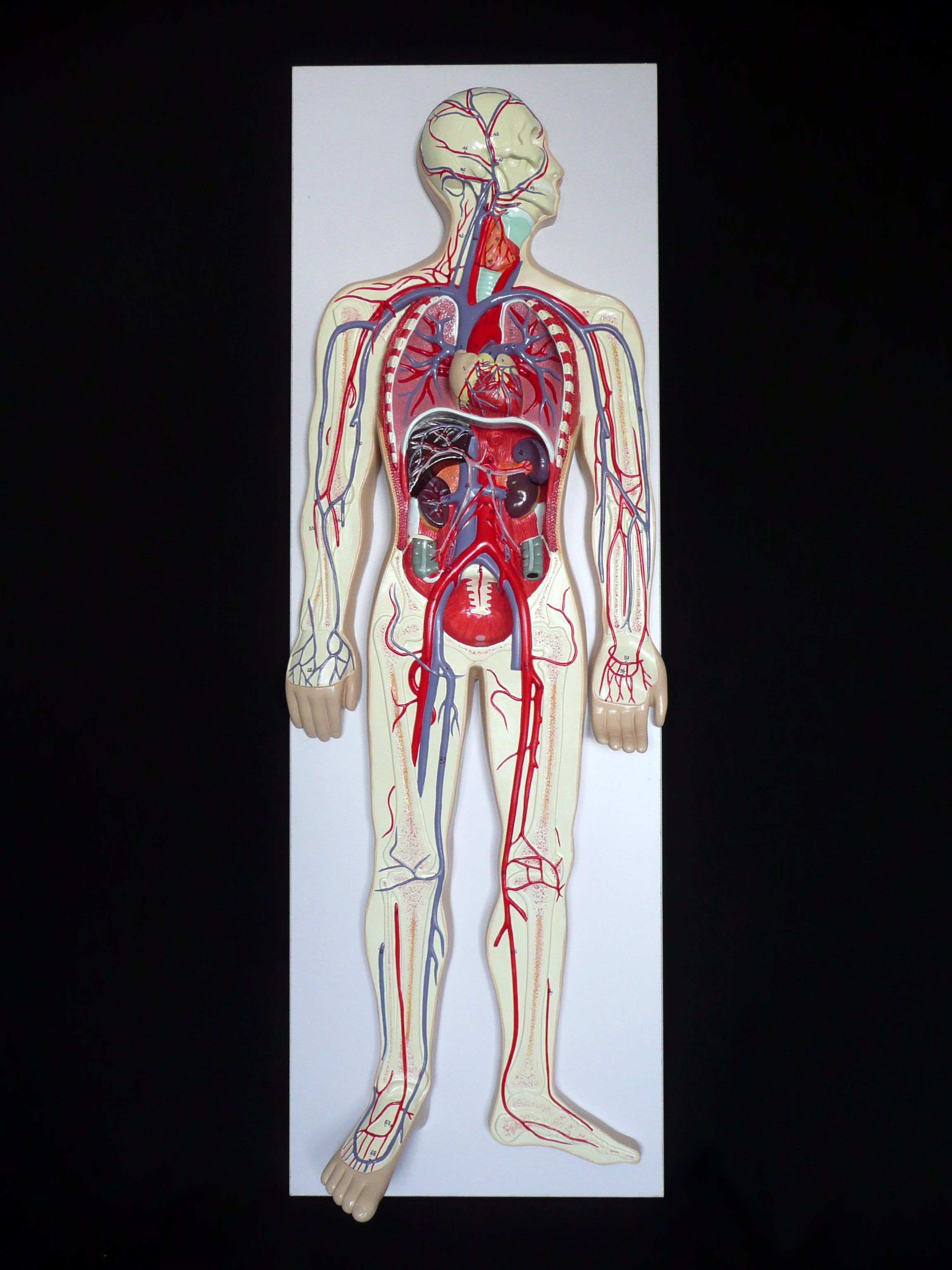 Anatomical Human Circulatory System Model | Organs – Products – Medical ...