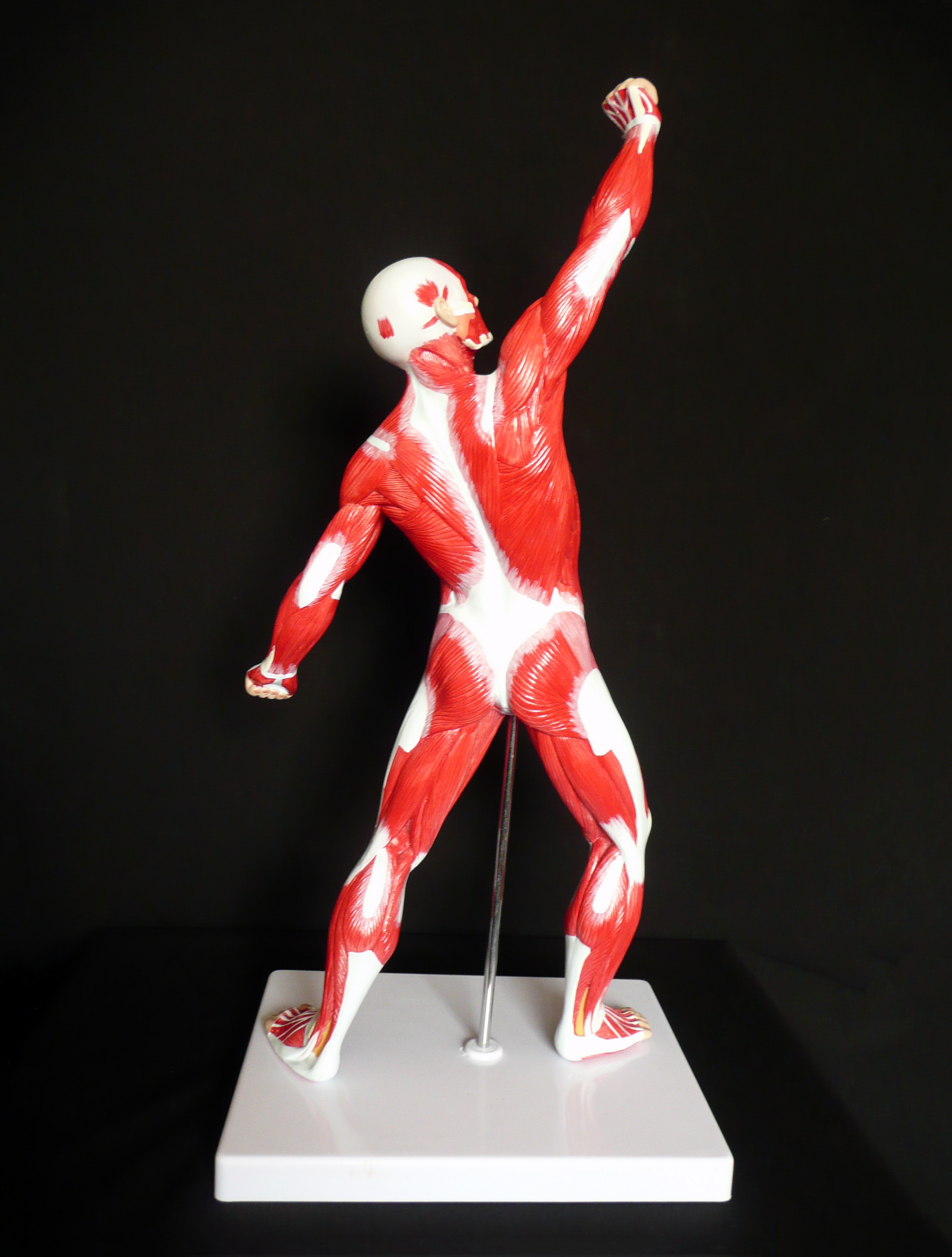 Anatomical Human Muscular Figure Model | Muscle Models – Products ...