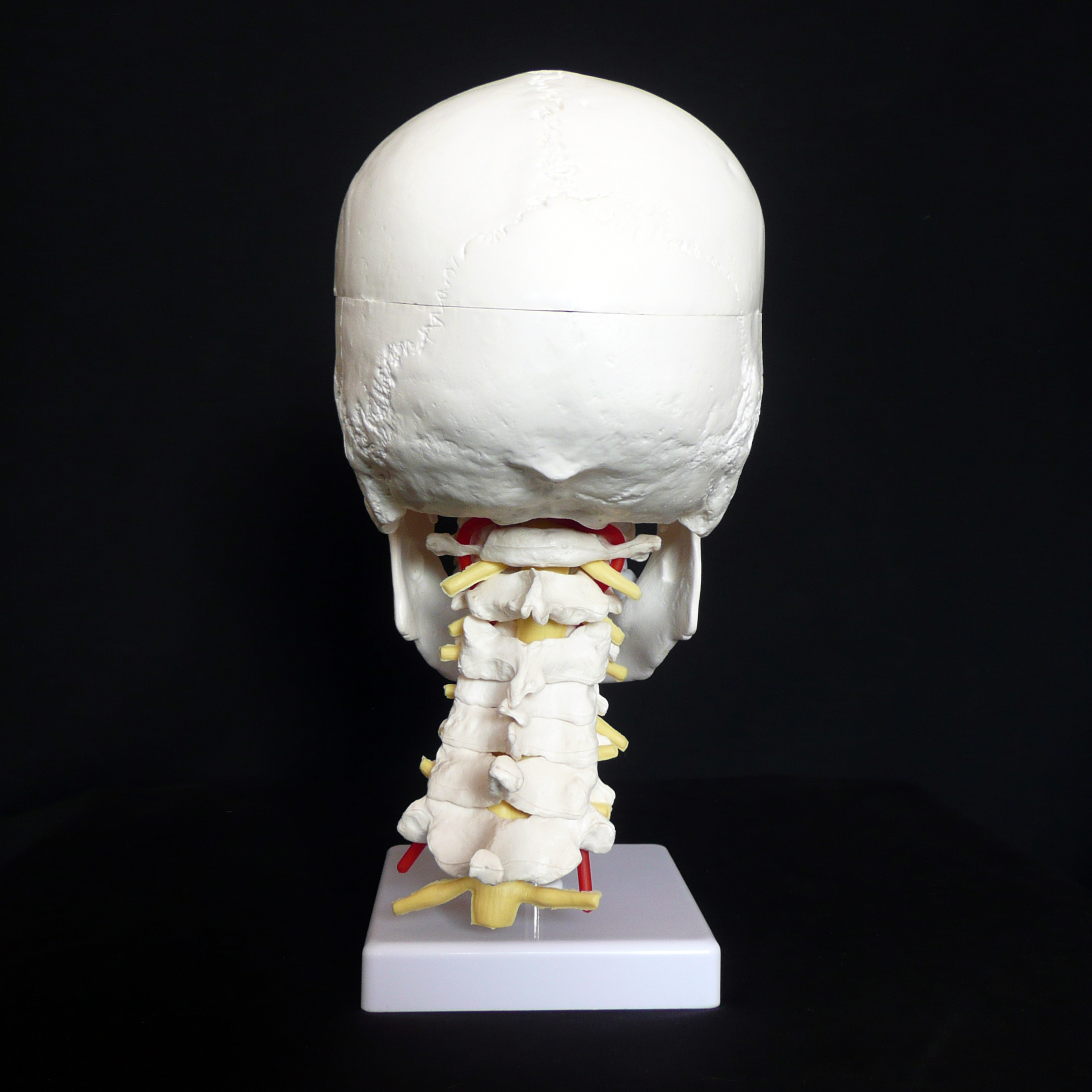 Anatomical Human Skull Model on Cervical Vertebrae/Spine | Vertebrae ...