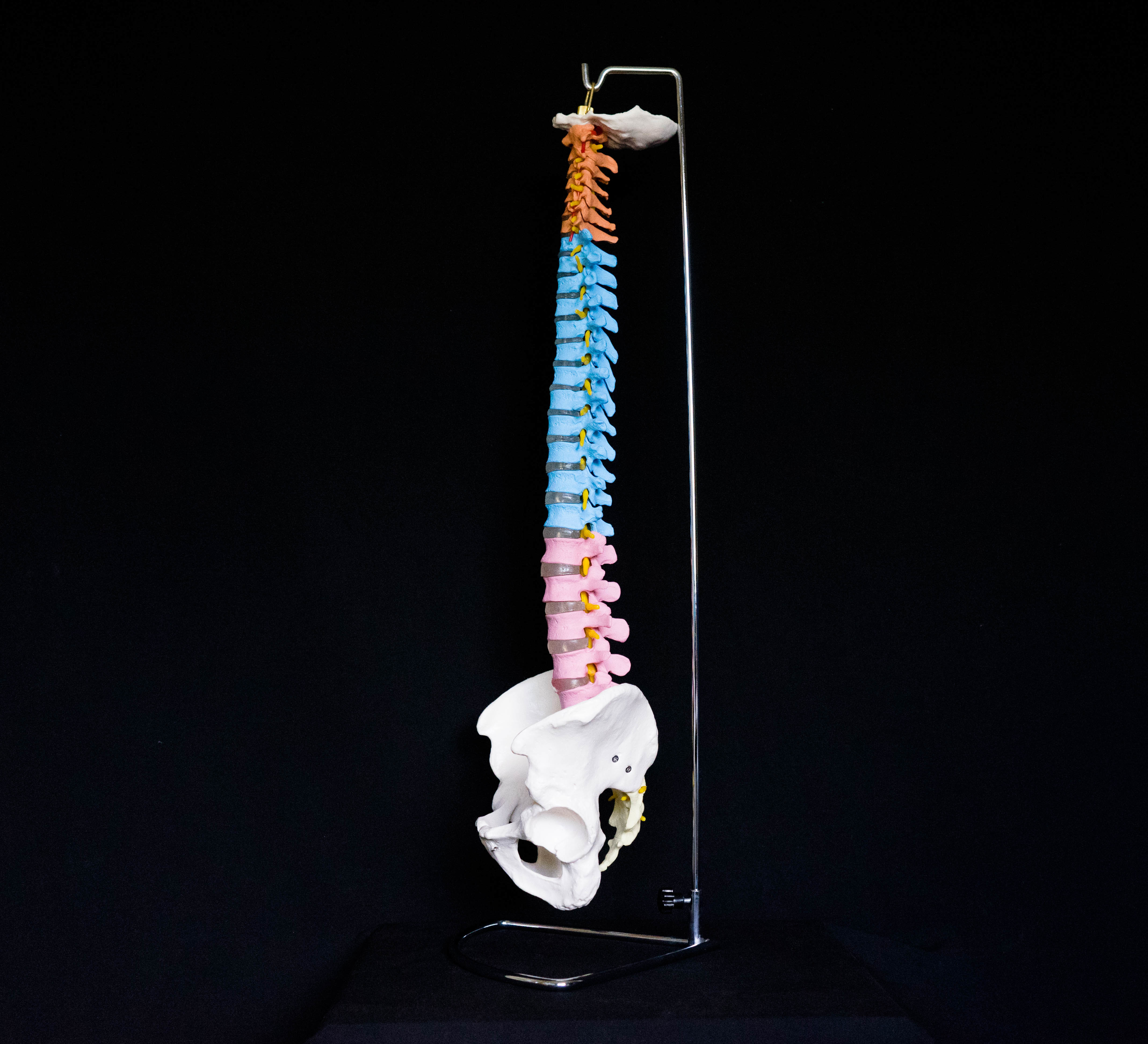 Didactic Anatomical Human Vertebral Column with Pelvis Spine Model ...