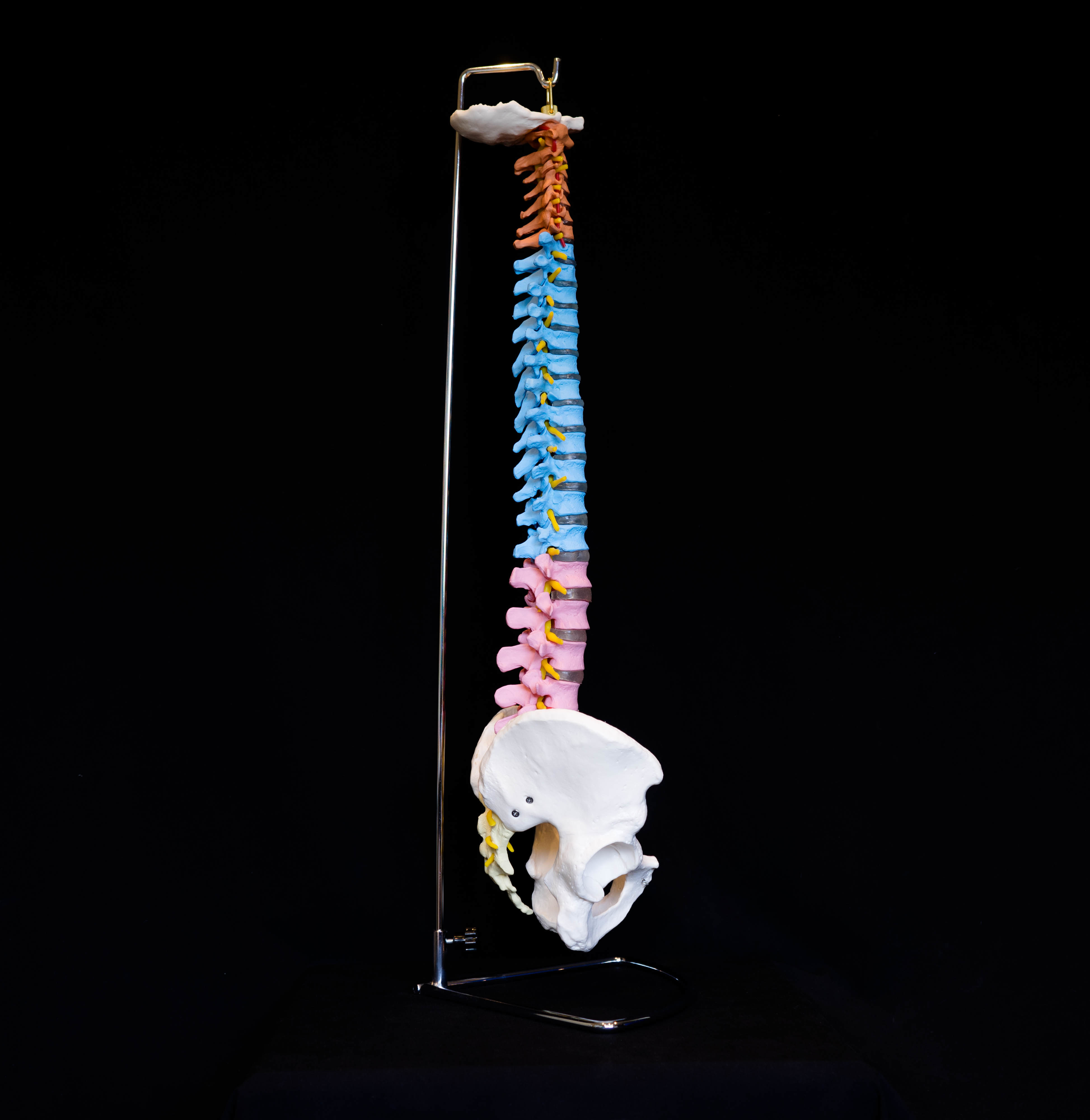 Didactic Anatomical Human Vertebral Column with Pelvis Spine Model ...
