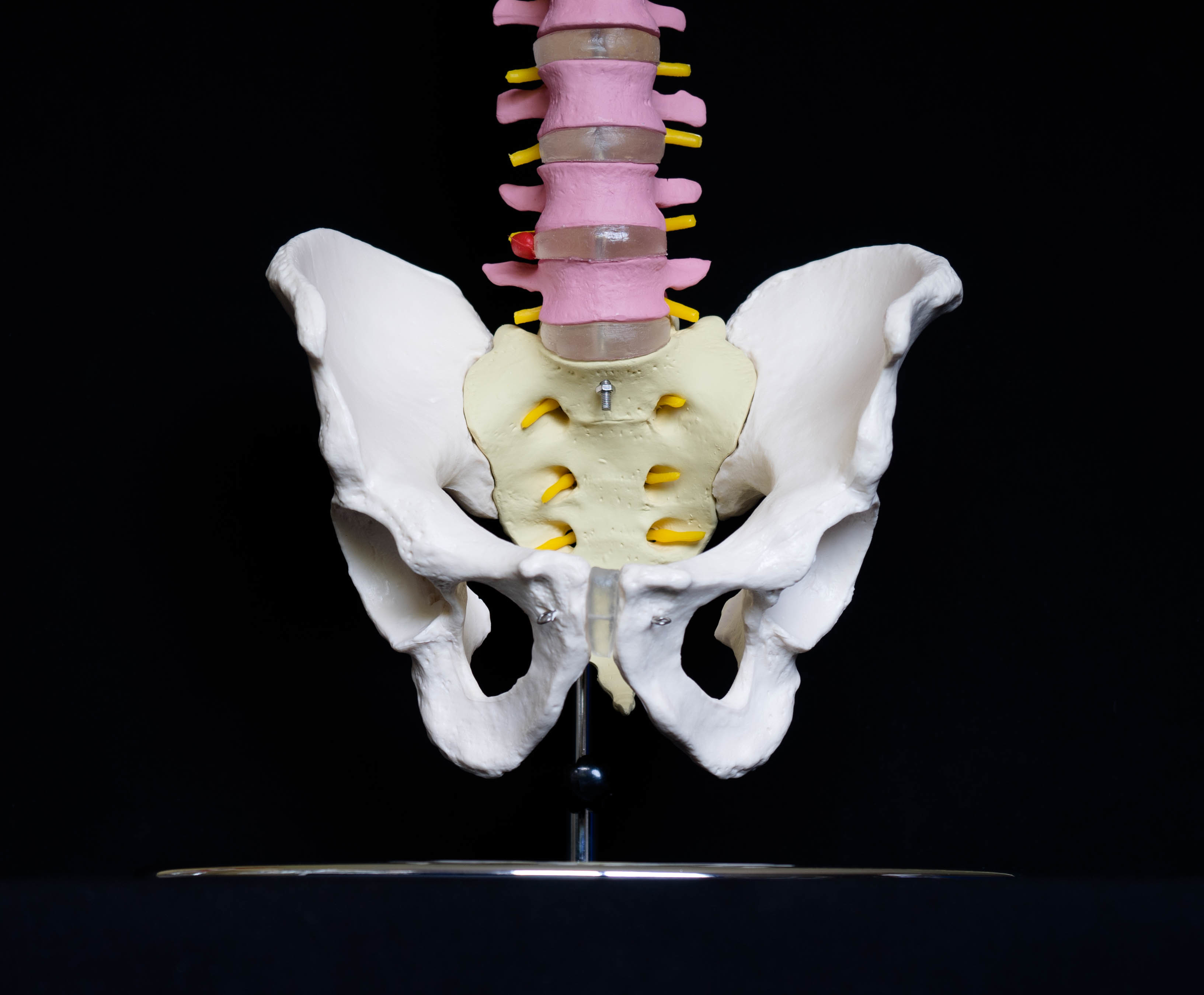 Didactic Anatomical Human Vertebral Column with Pelvis Spine Model ...