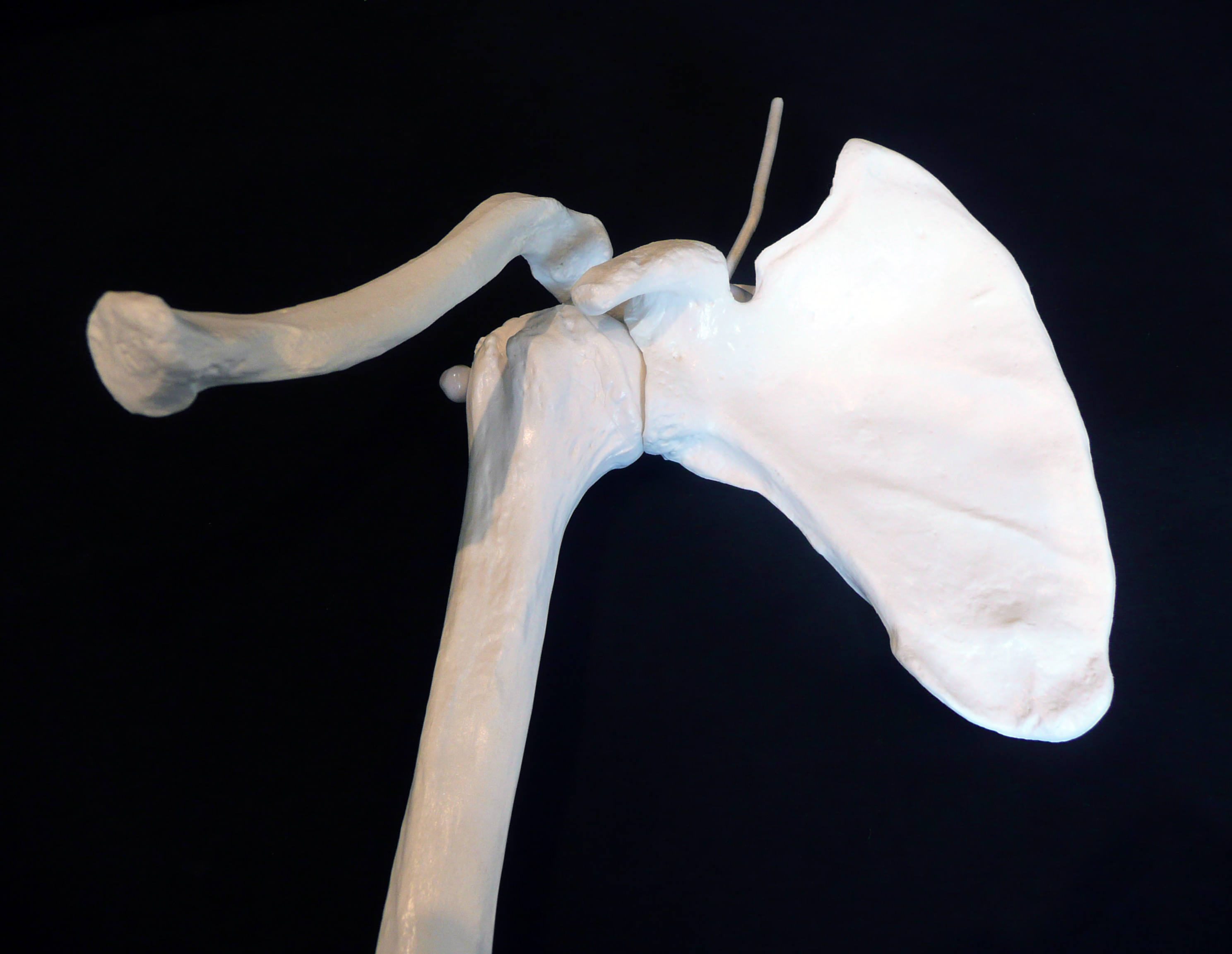 Anatomical Human Skeletal Arm Model | Joints – Store – Medical Models