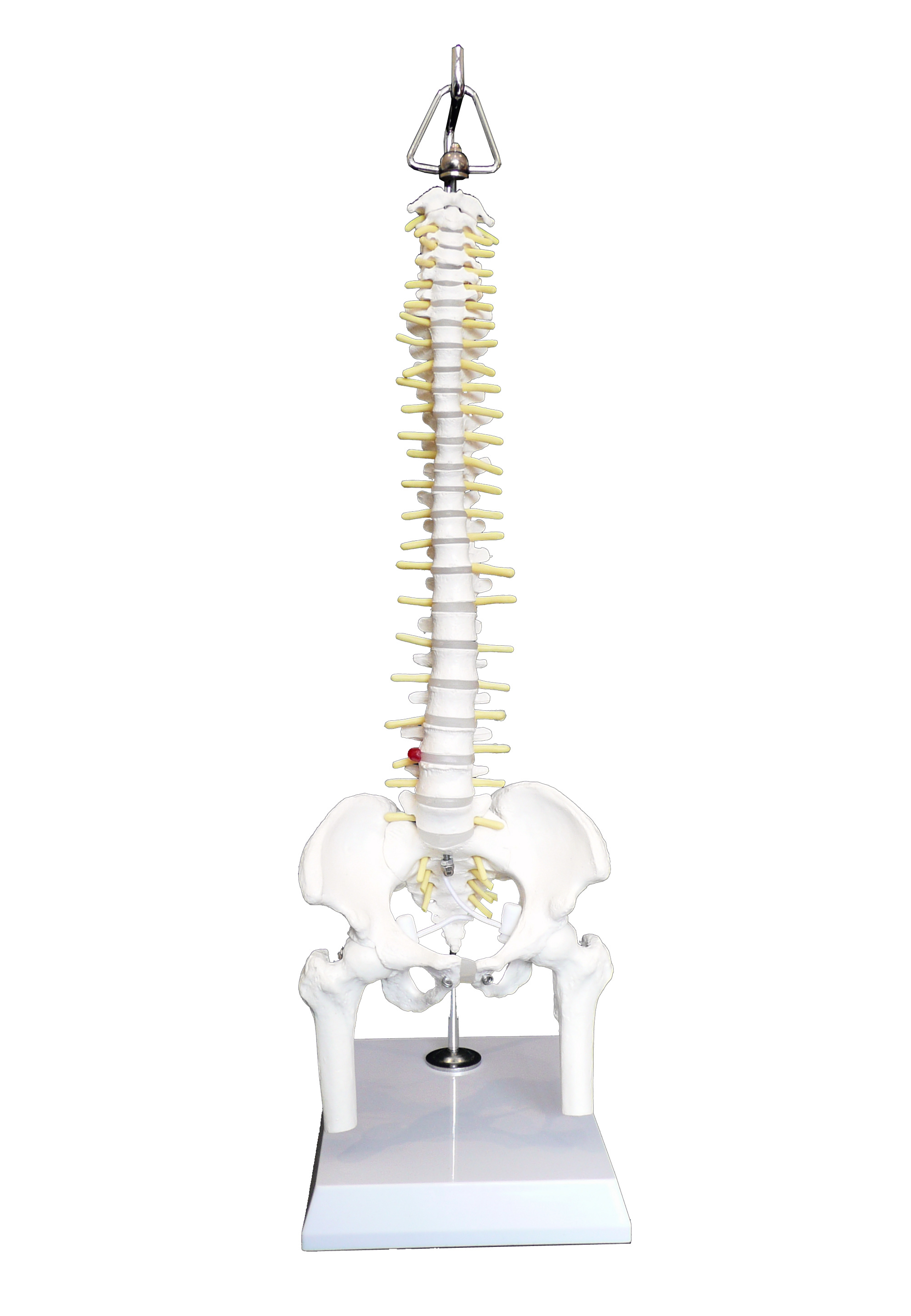 Anatomical Human Mini Spinal Vertebral Column with Pelvis and Femur ...