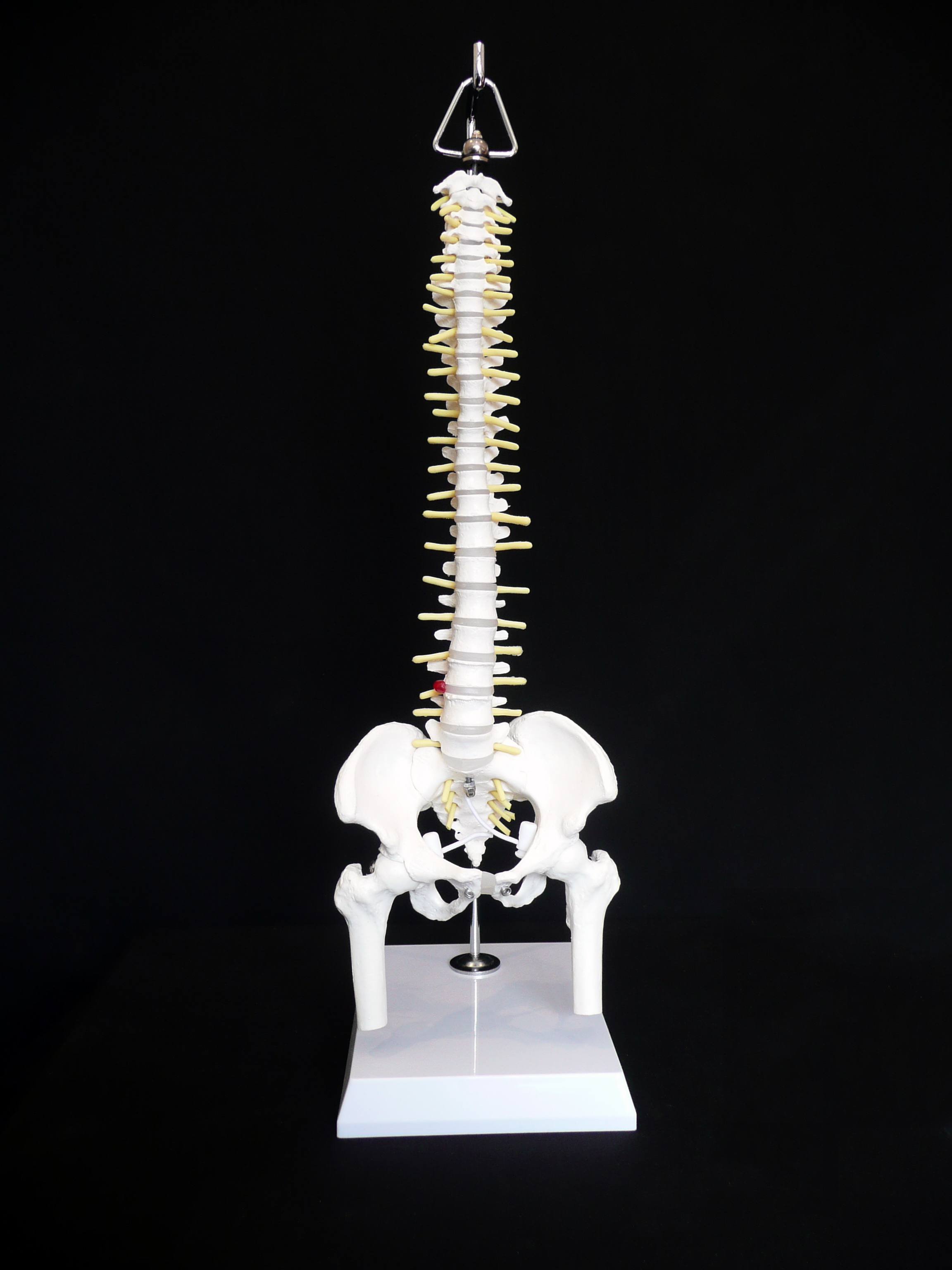 Anatomical Human Mini Spinal Vertebral Column With Pelvis And Femur Heads Model Vertebrae And