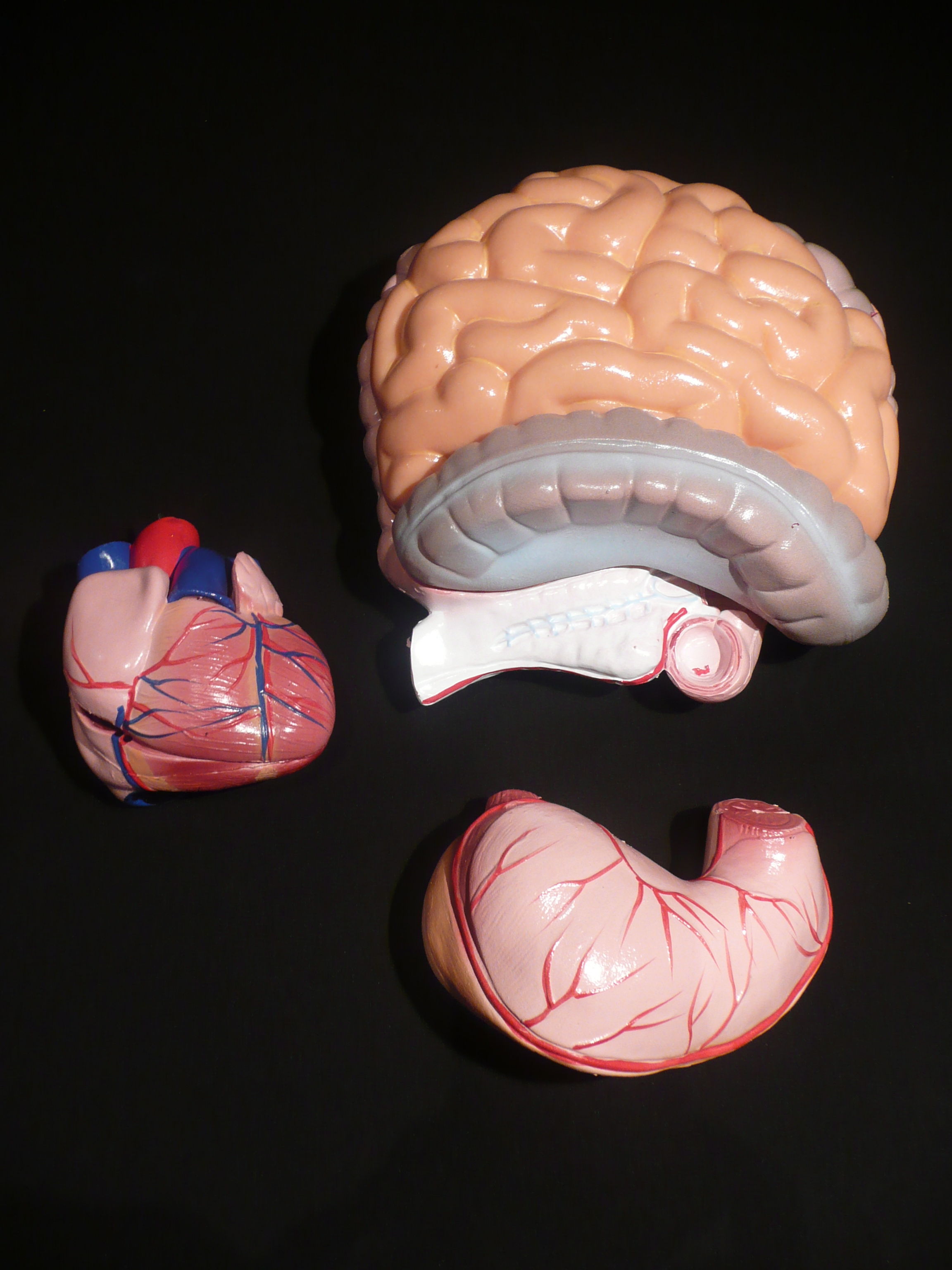 Anatomical Human 45cm Tall Unisex Torso Model | Torso Models – Products ...