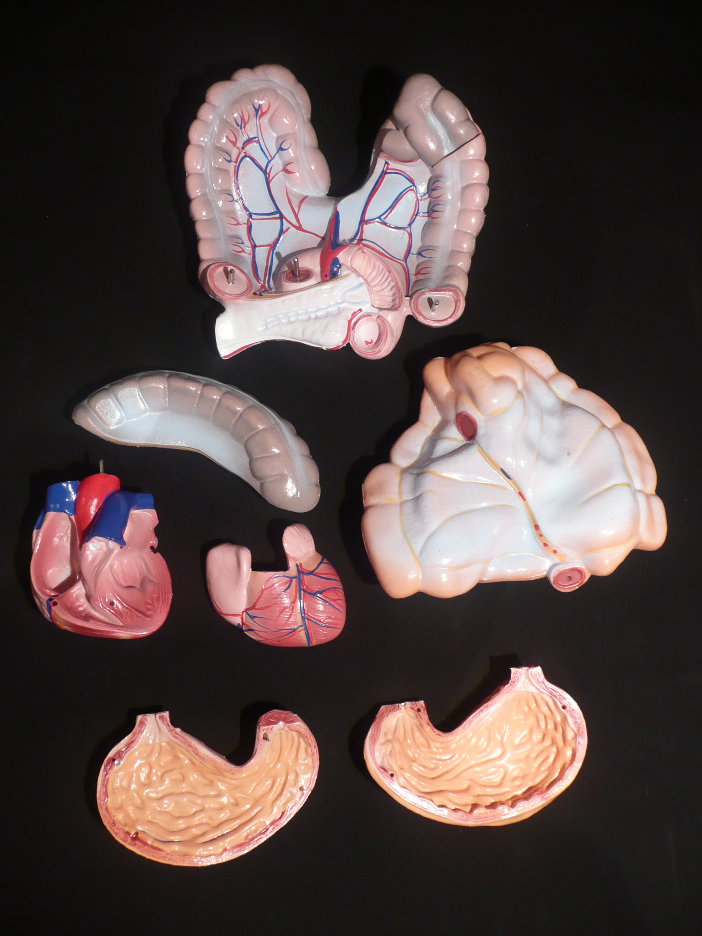 Anatomical Human 45cm Tall Unisex Torso Model | Torso Models – Products ...