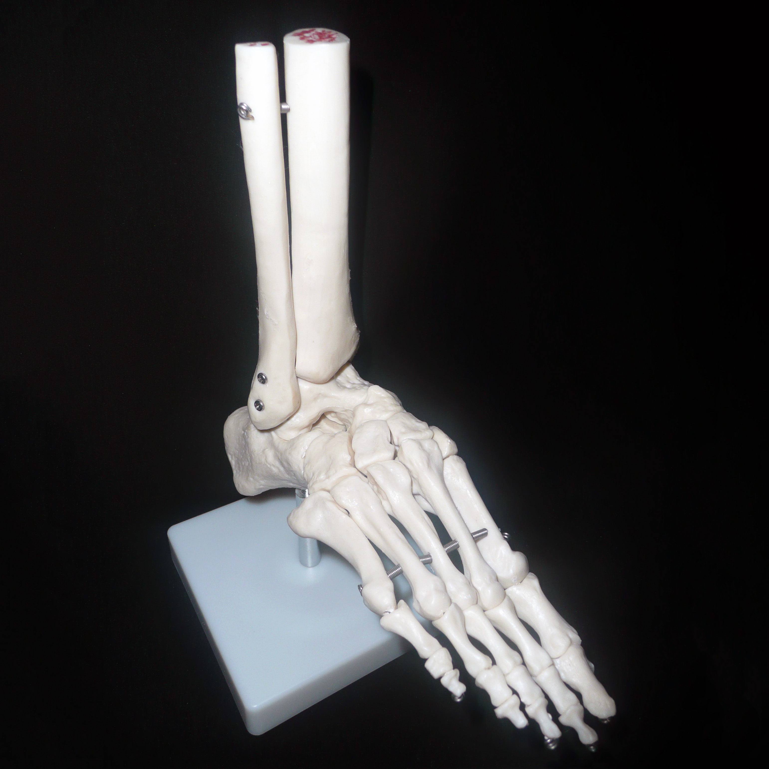 Life-Size Anatomical Human Foot/Ankle Joint Model | Joints – Products ...