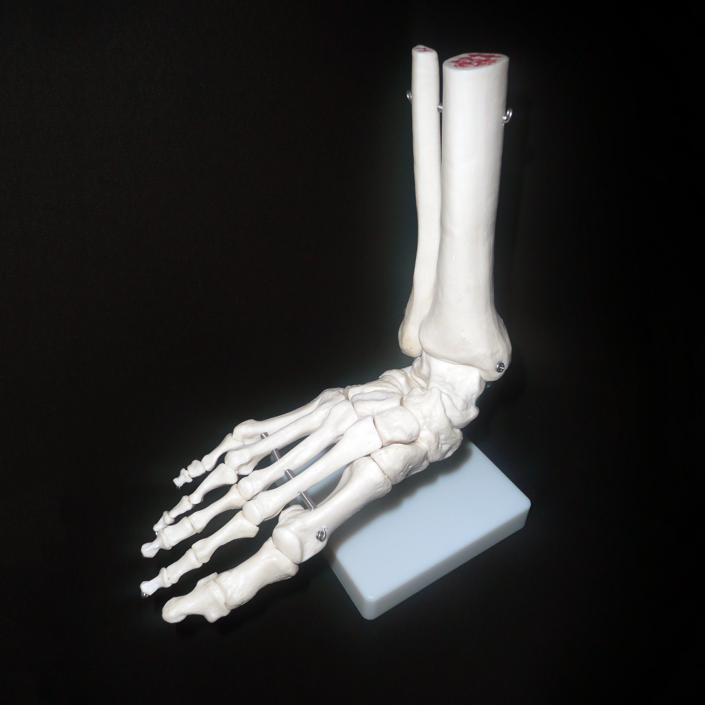 Life-Size Anatomical Human Foot/Ankle Joint Model | Joints – Products ...