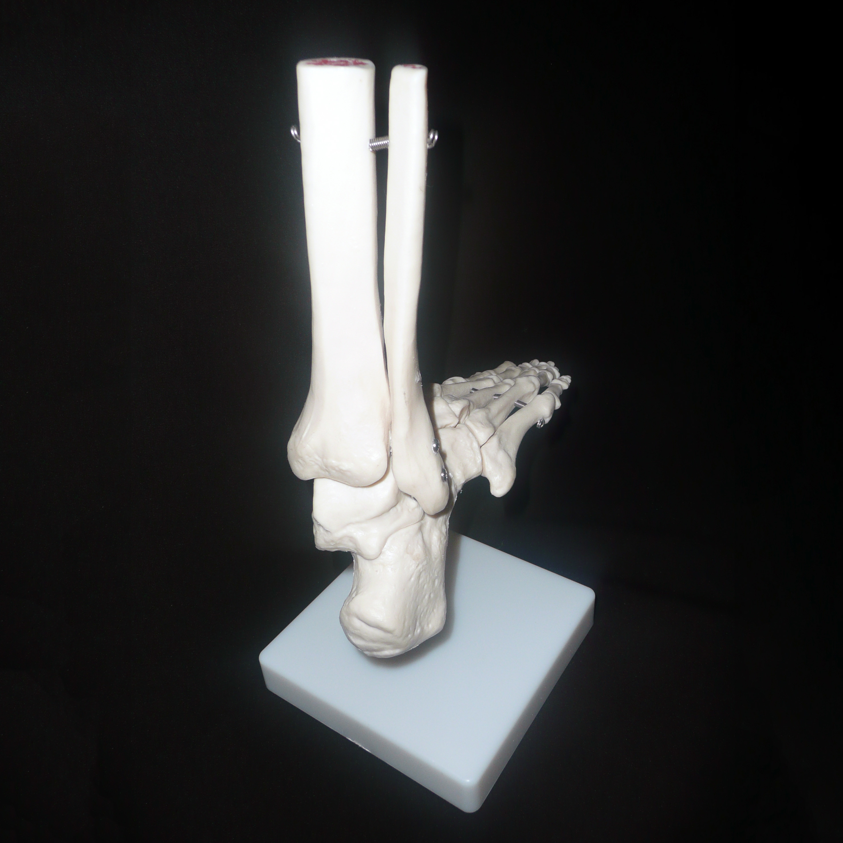 Life-Size Anatomical Human Foot/Ankle Joint Model | Joints – Products ...
