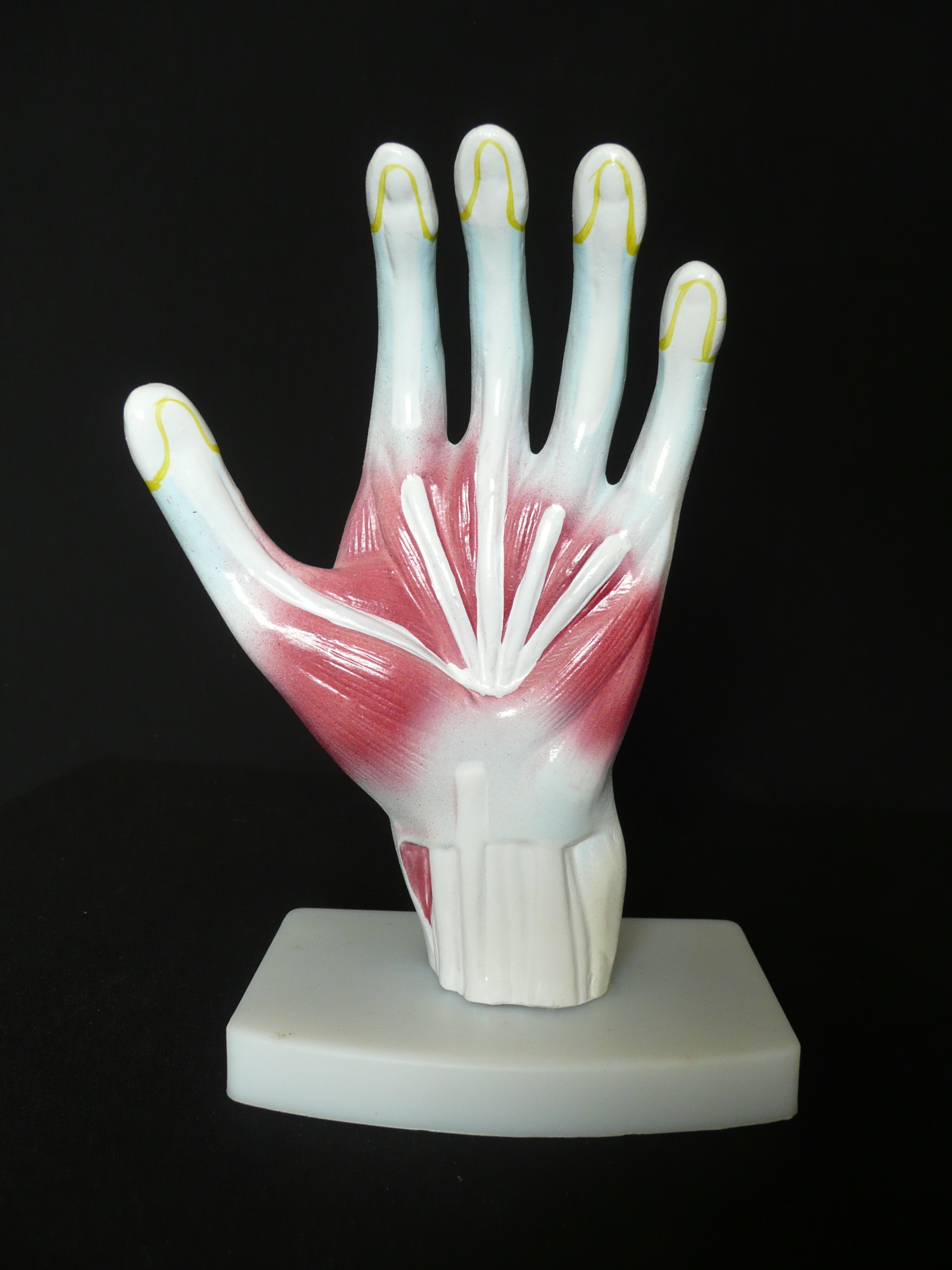 Anatomical Human Hand/Palm Structure Model | Joints – Products ...