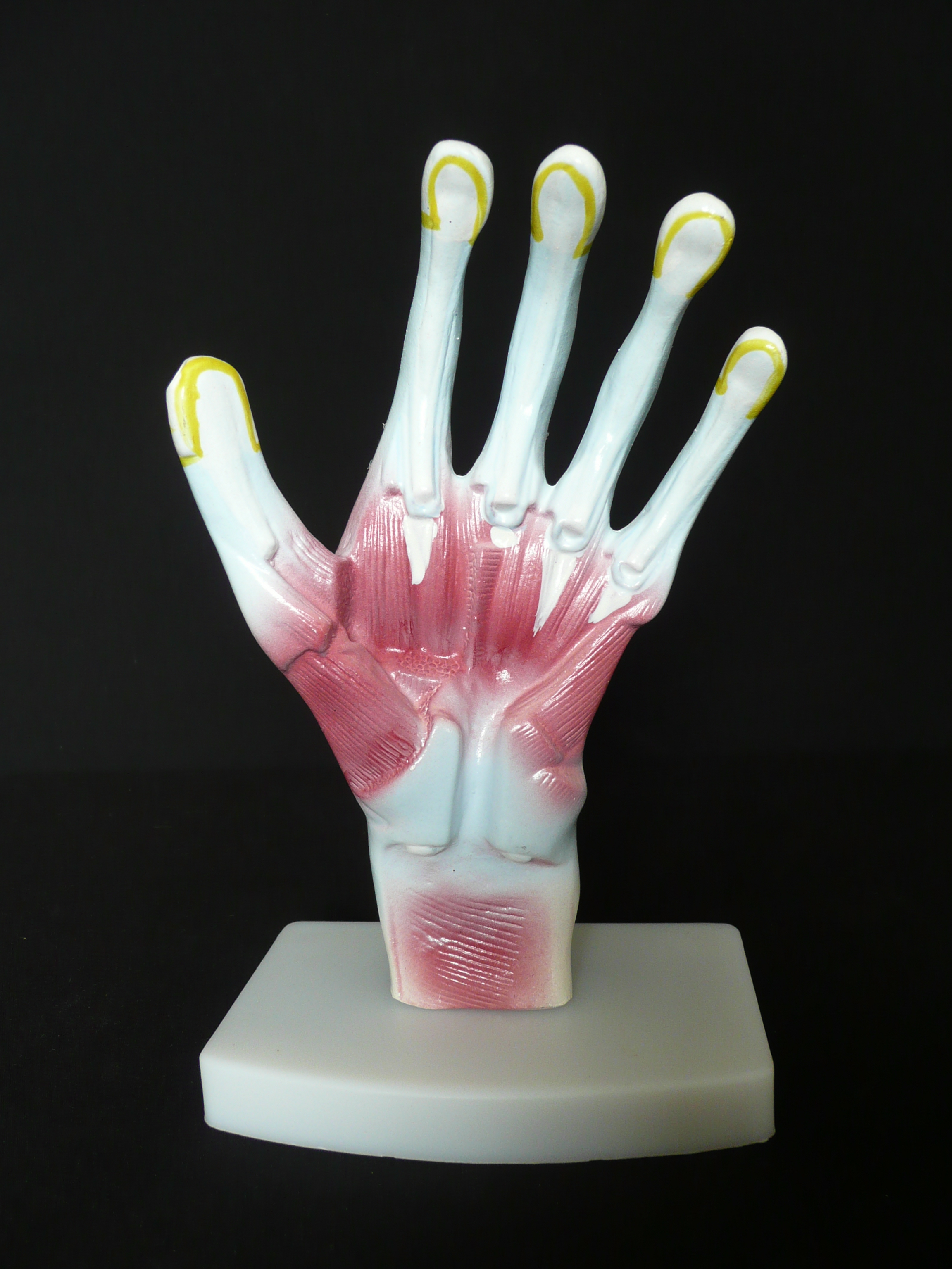 Anatomical Human Hand/Palm Structure Model | Joints – Products ...