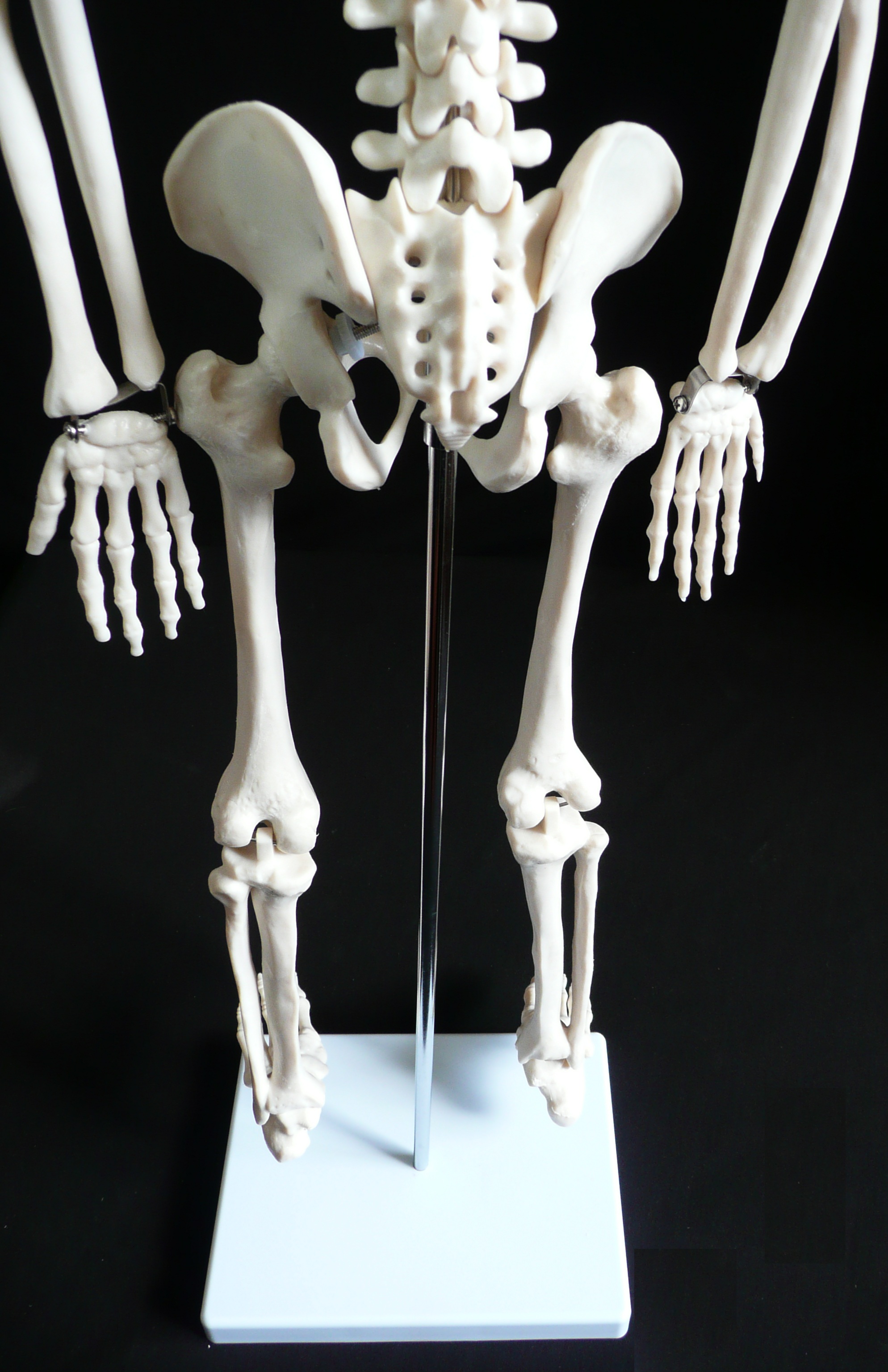 85cm Tall Human Anatomical Skeleton Model | Skeleton Models – Store ...