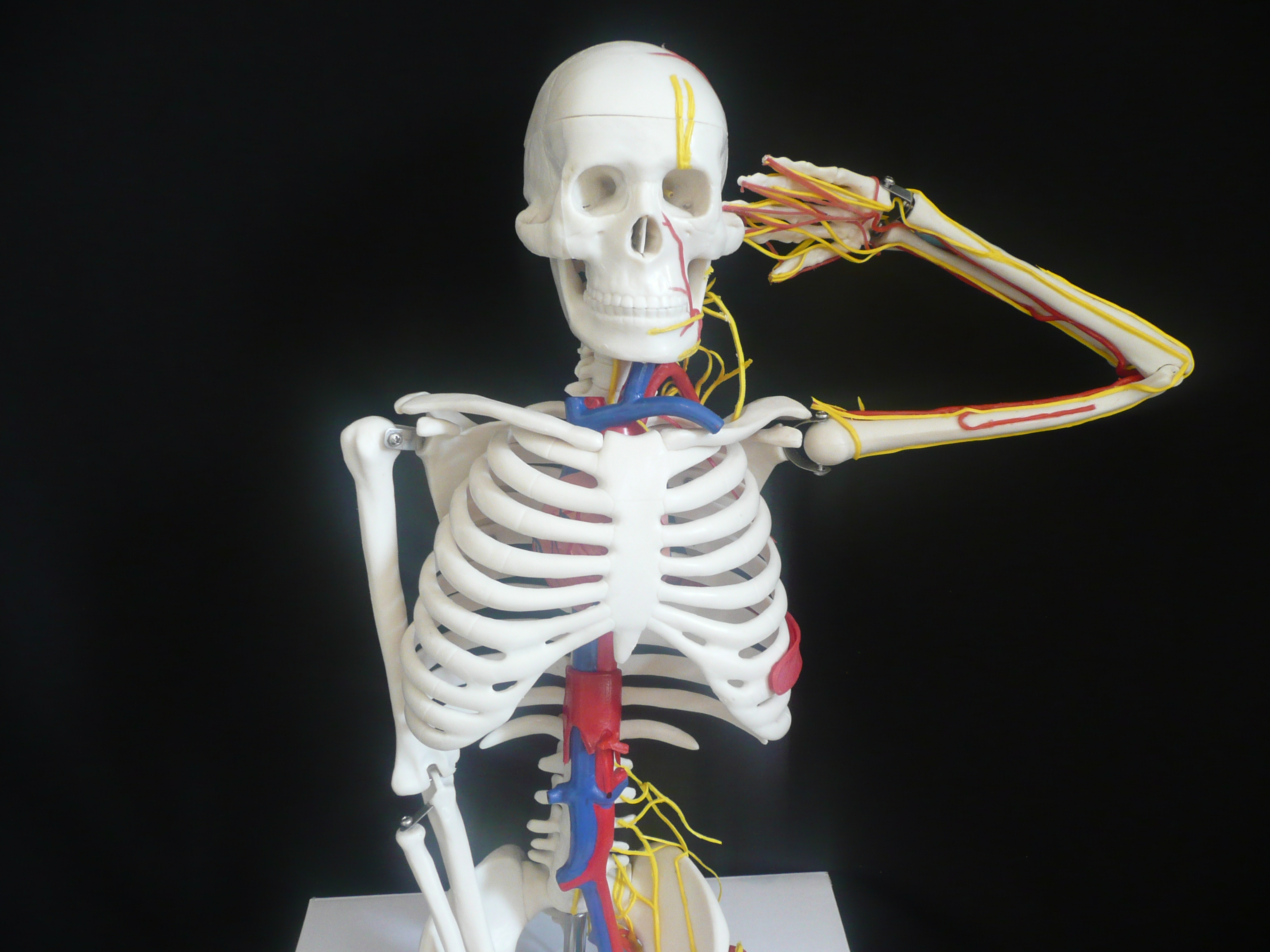 85cm Tall Human Anatomical Skeleton with Nerves and Blood Vessels Model ...