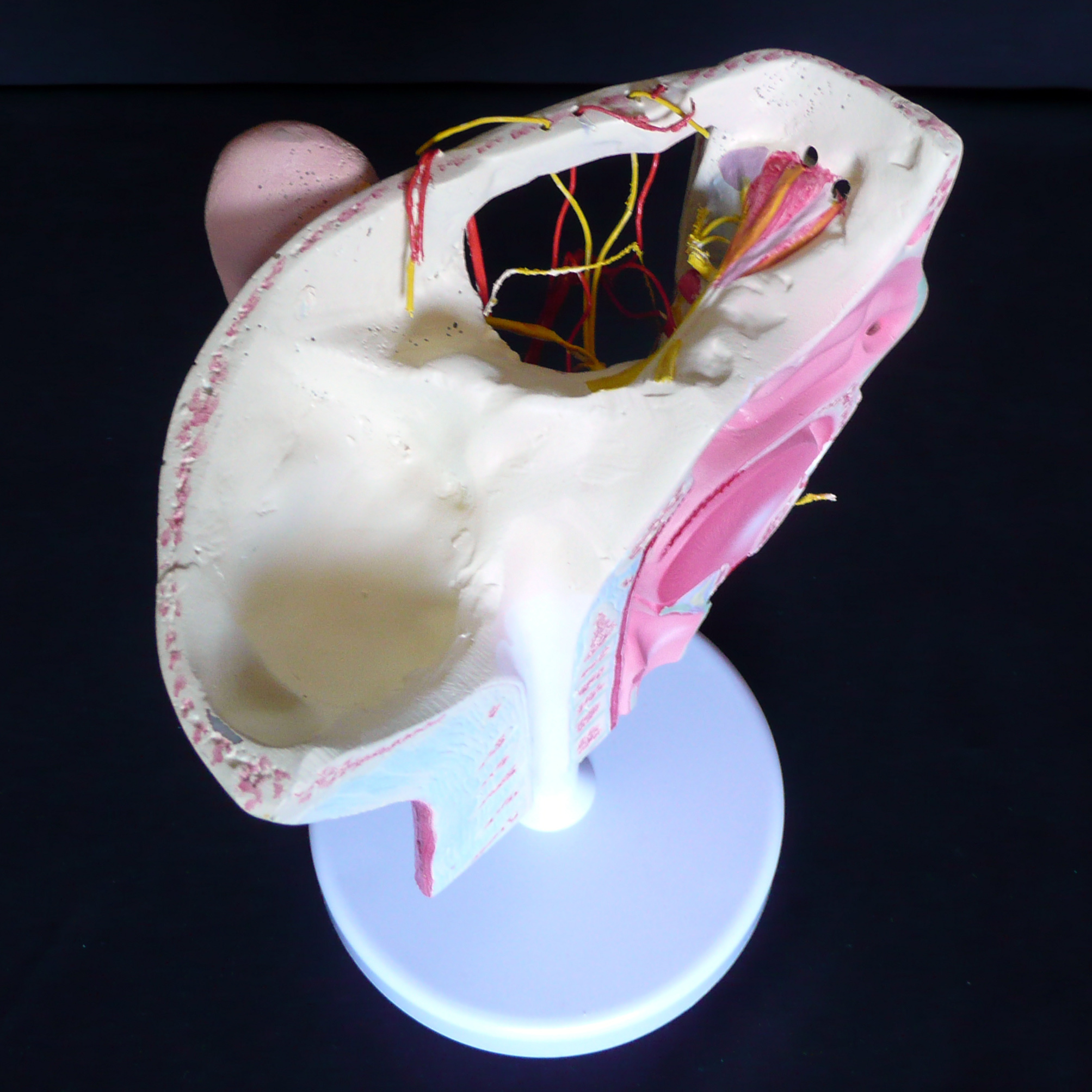 Anatomical Human Set of Three Head Cross-Section Models | Muscle Models ...