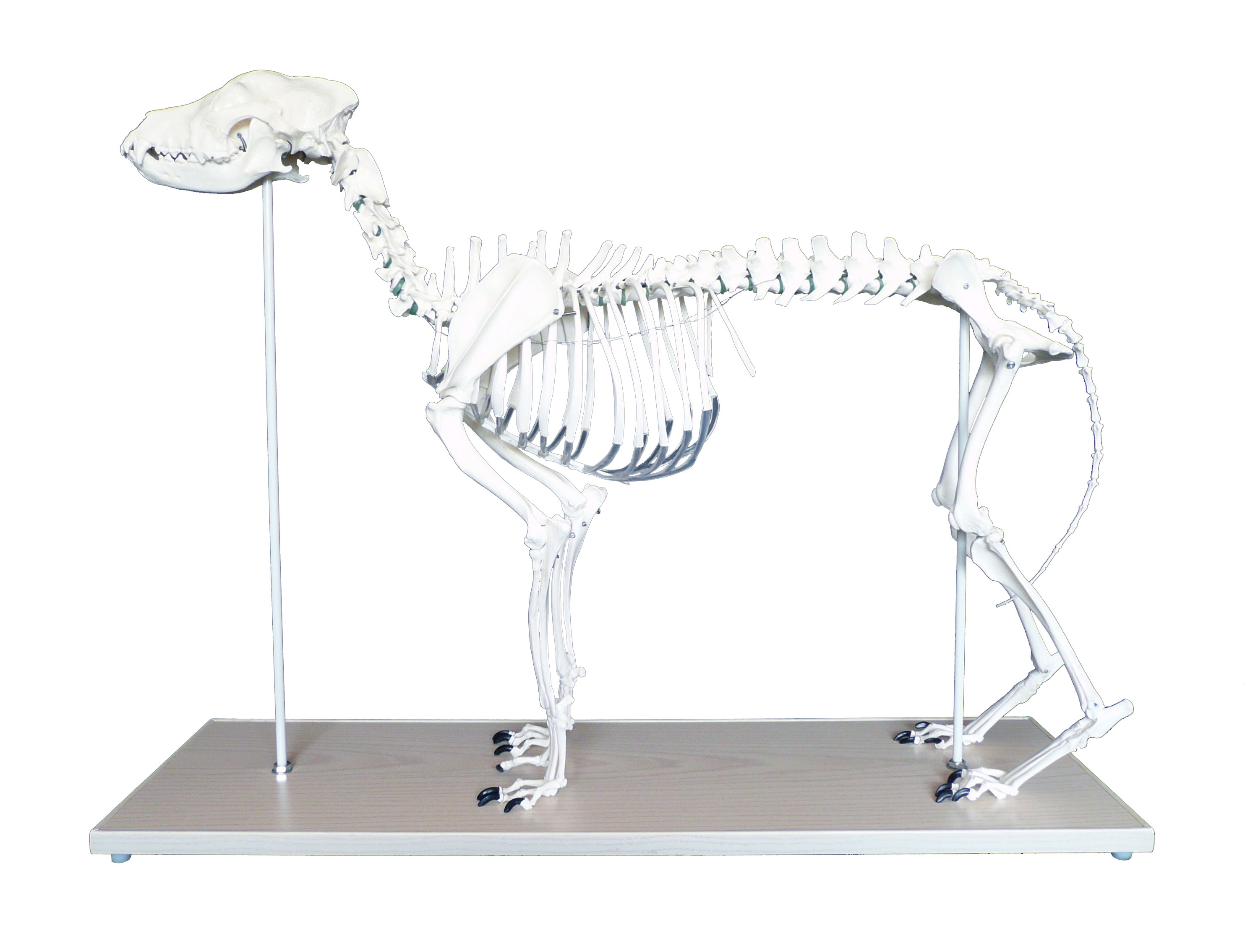 Anatomical Advanced Large Canine/Dog Skeleton Model | Animal Models ...