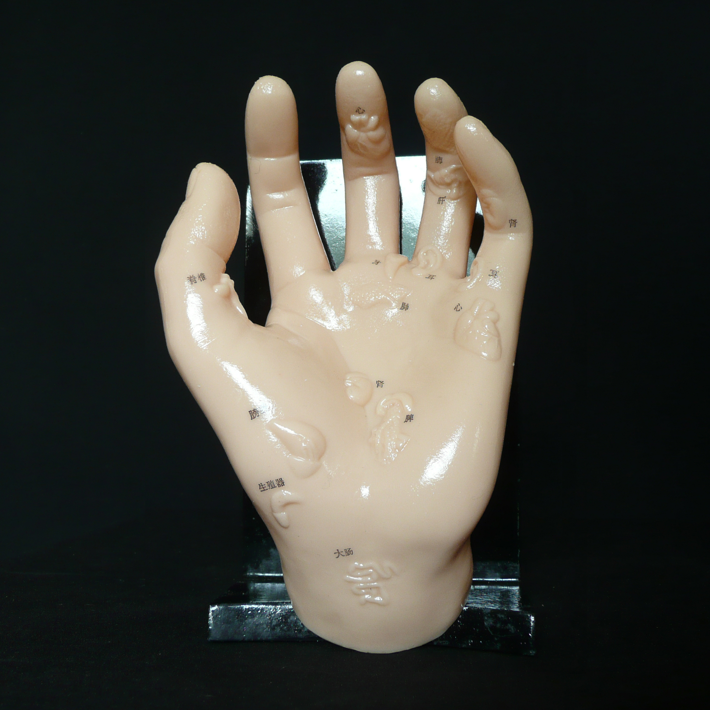 Anatomical Human Hand Model Illustrating Organs | Acupuncture Models ...