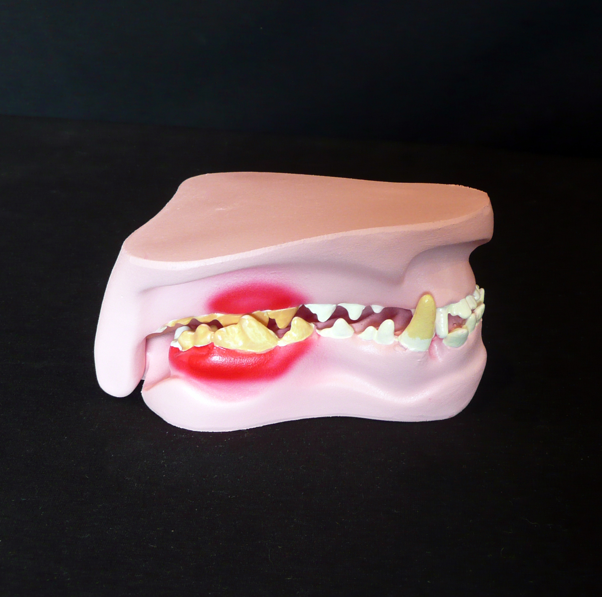 Anatomical Canine/Dog Pathological Jaw Model | Animal Models – Products ... Anatomical Canine/Dog Pathological Jaw Model | Animal Models – Products ...