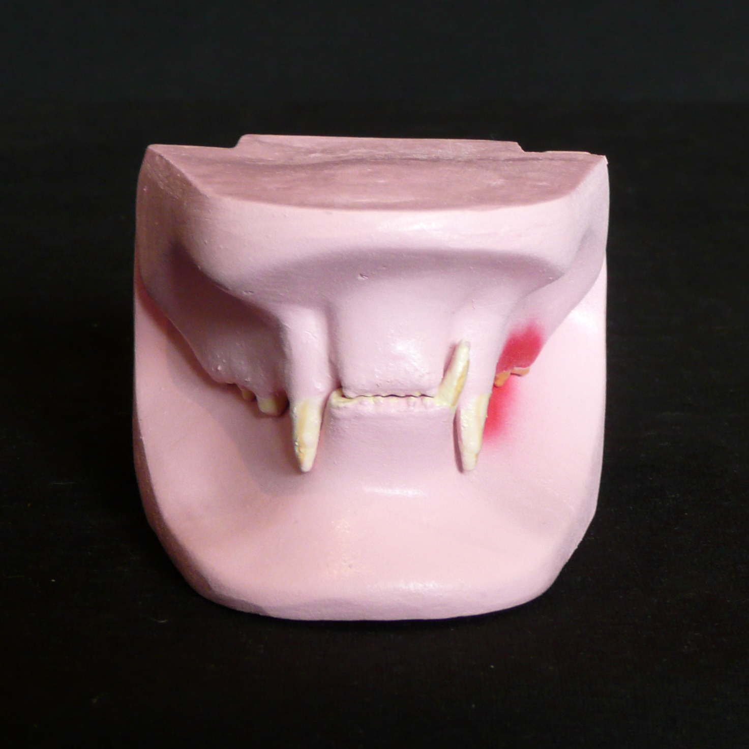 Anatomical Feline/Cat Pathological Jaw Model | Animal Models – Products ...