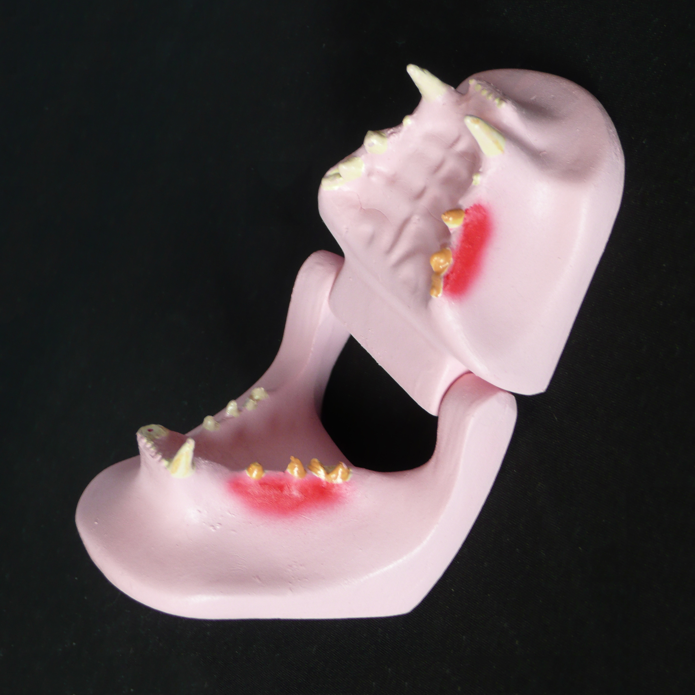 Anatomical Feline/Cat Pathological Jaw Model | Animal Models – Products ...