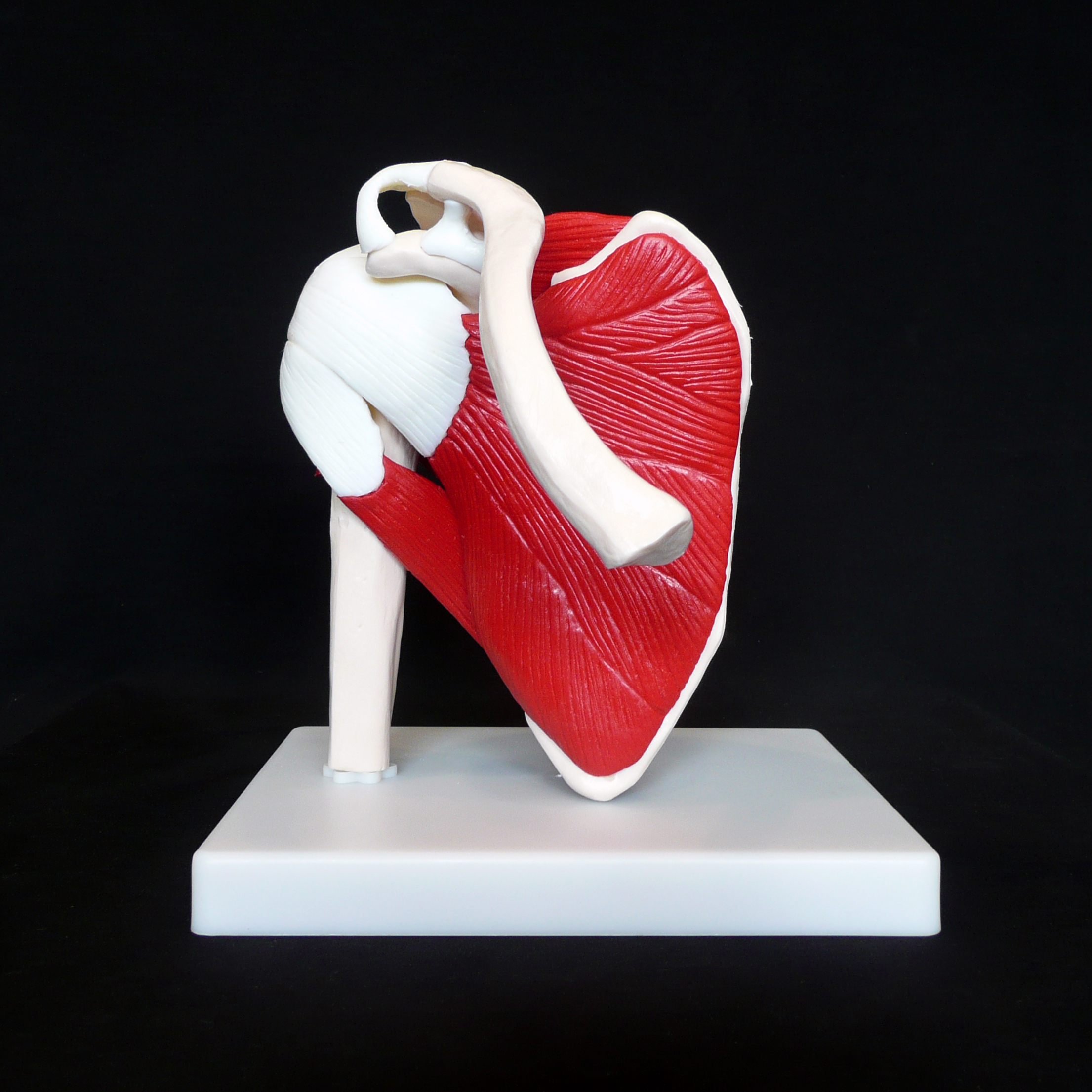 Anatomical Human Advanced Shoulder Joint Muscle Model | Joints ...