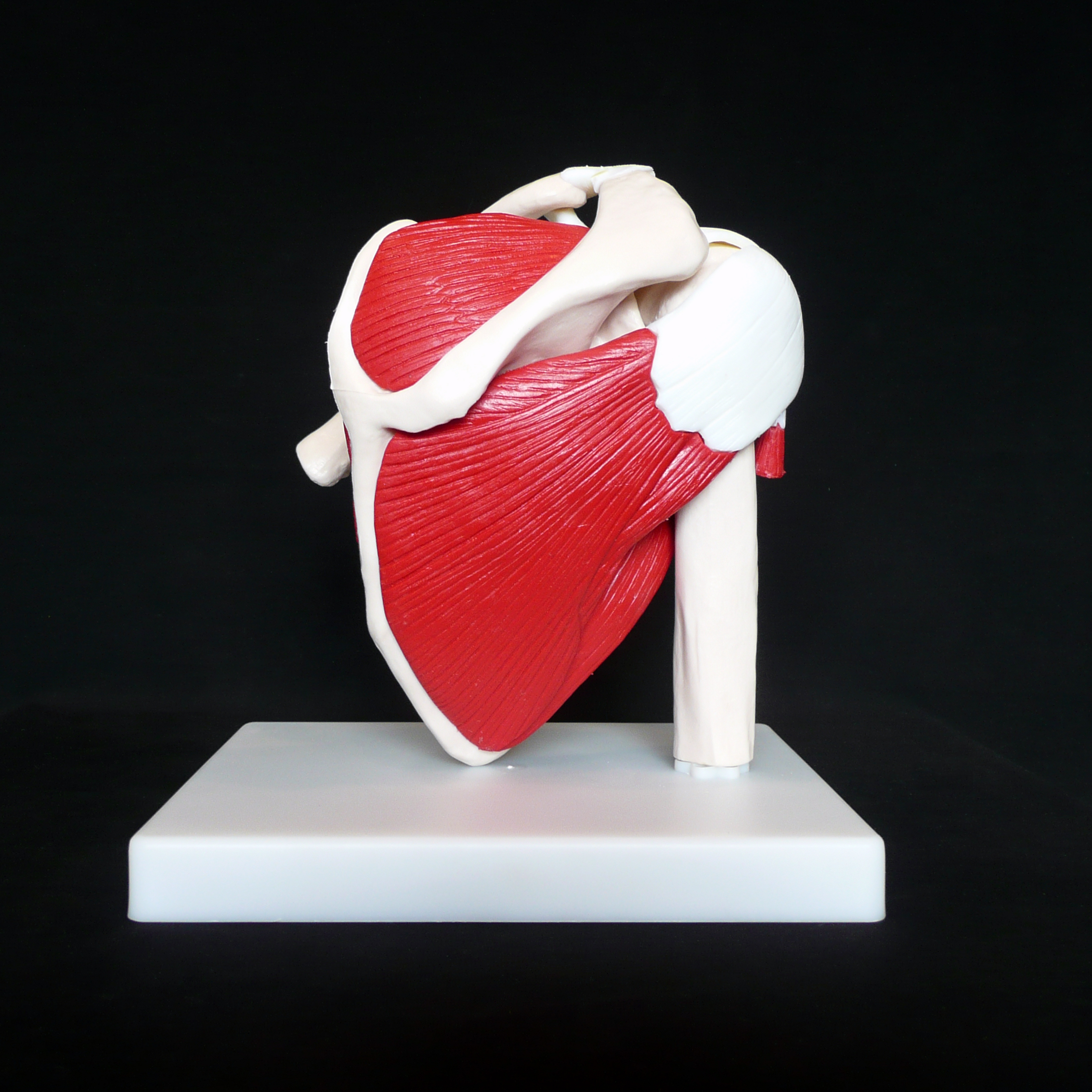 Anatomical Human Advanced Shoulder Joint Muscle Model | Joints ...
