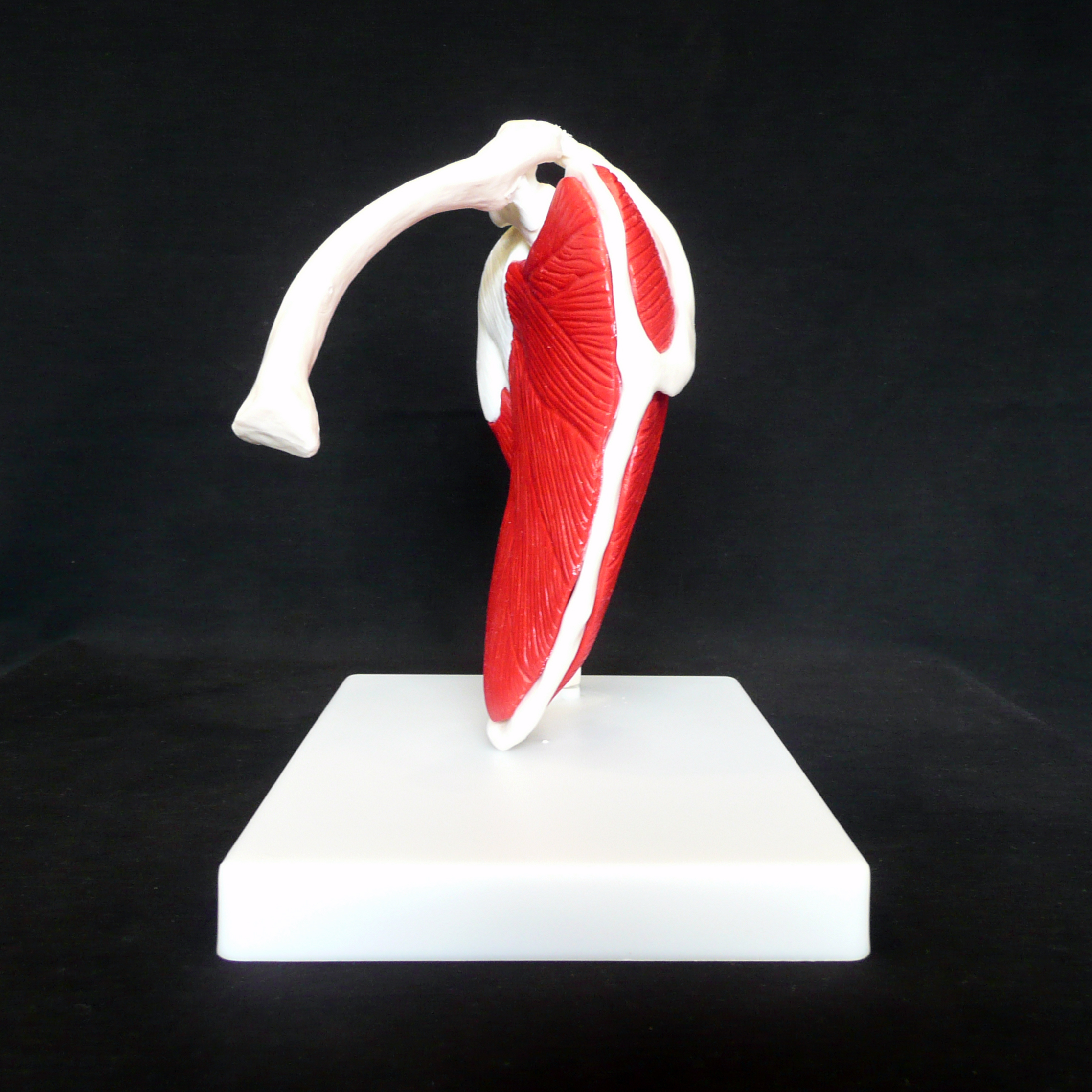 Anatomical Human Advanced Shoulder Joint Muscle Model | Joints ...