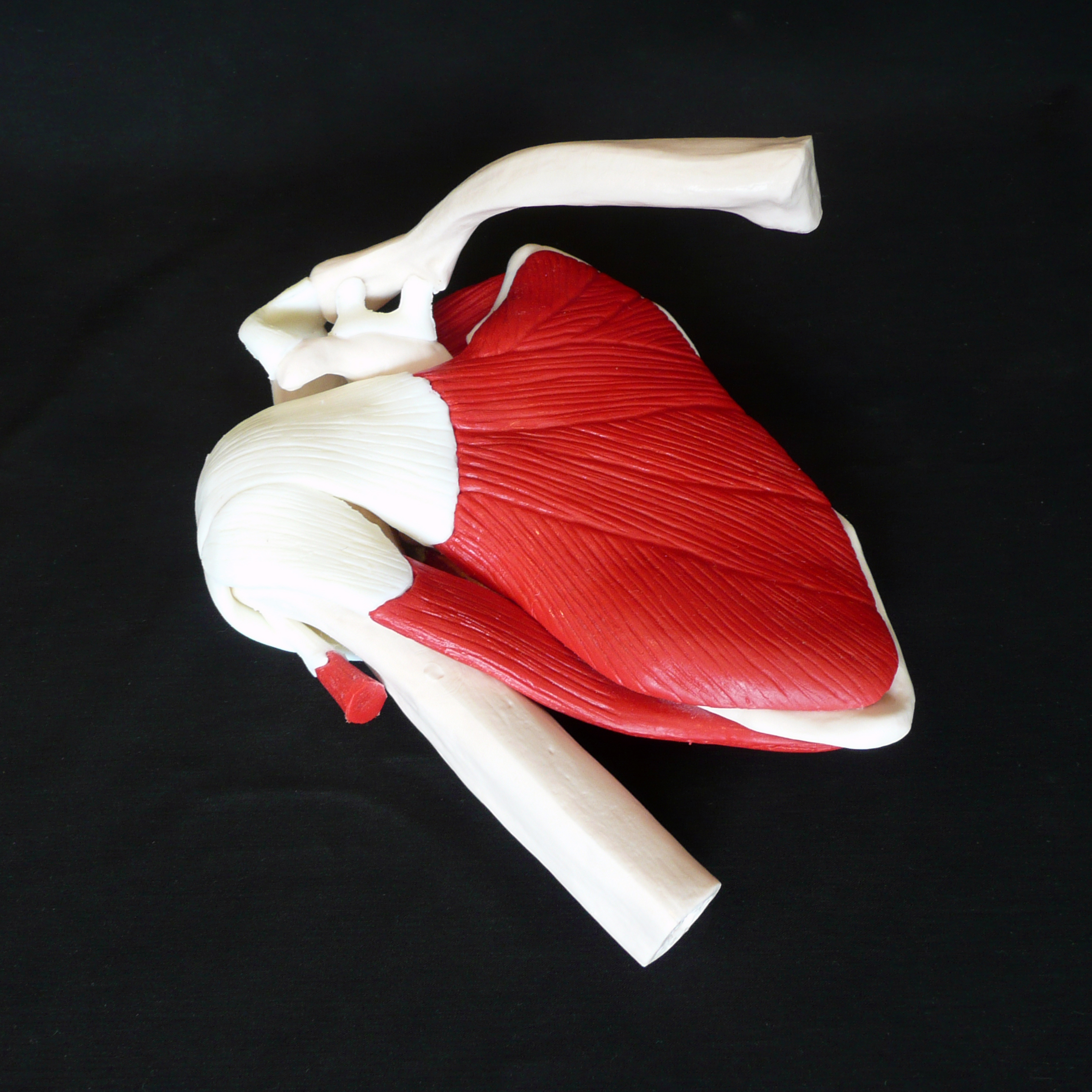 Anatomical Human Advanced Shoulder Joint Muscle Model | Joints ...
