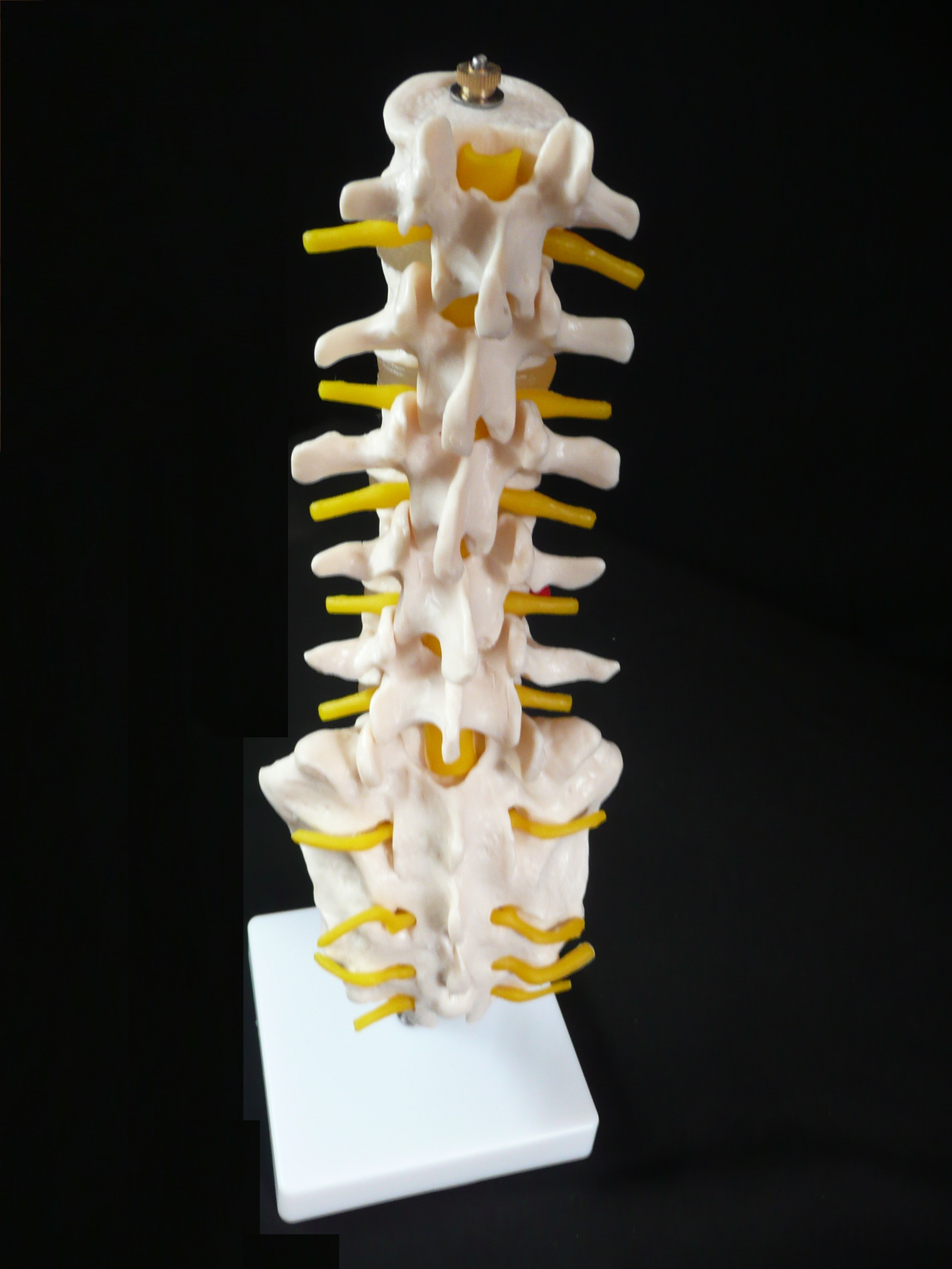 Smooth Spine Life Size Lumbar Spine Model - Removable Medical Anatomy ...