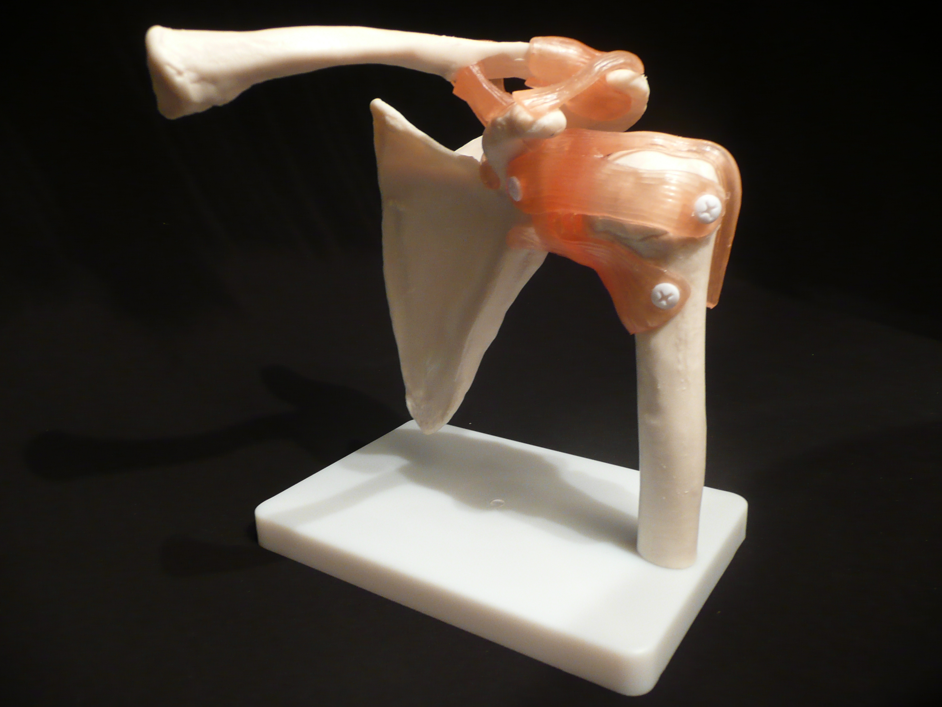 Life-Size Anatomical Human Shoulder Joint Model | Joints – Products ...
