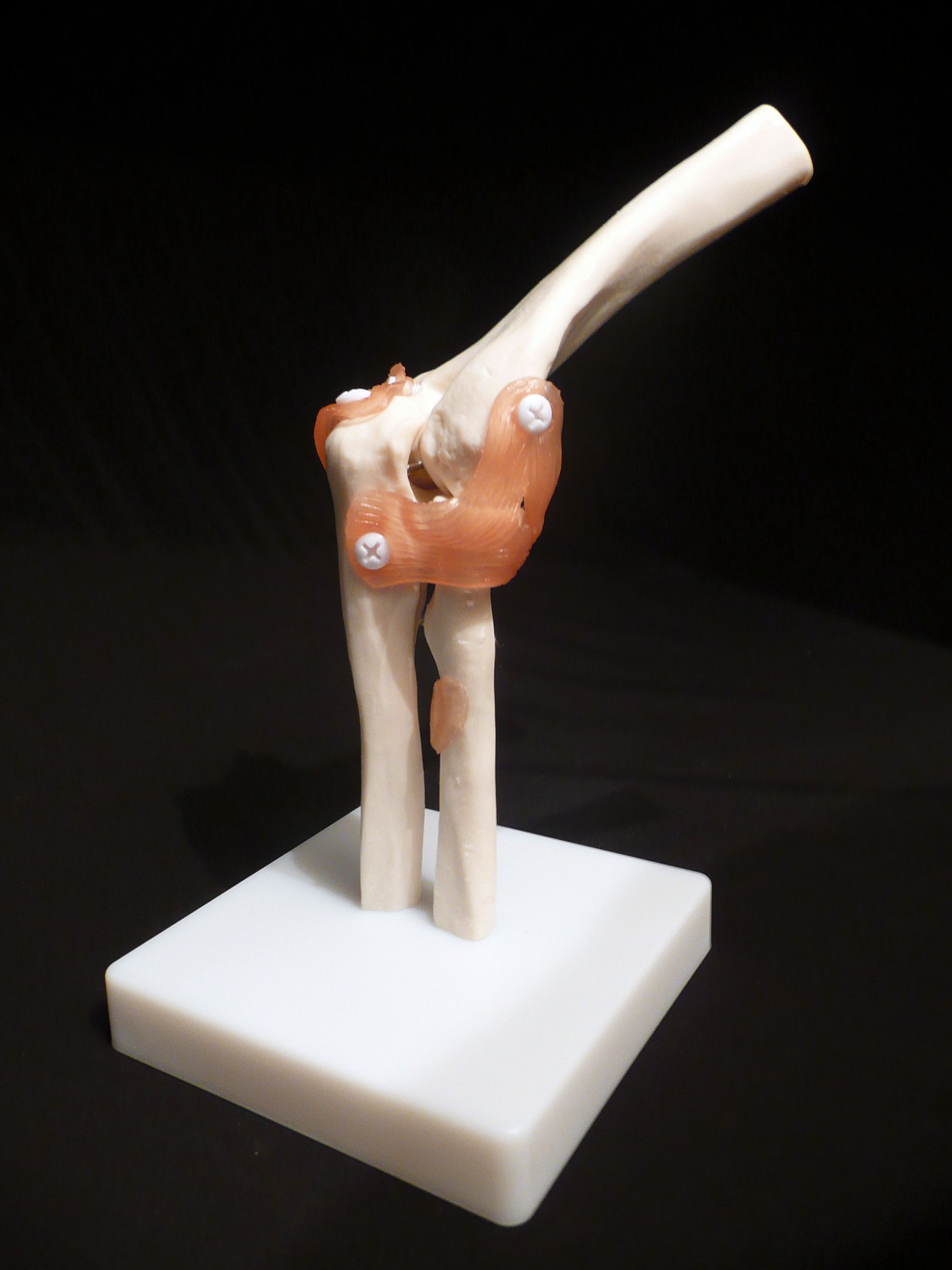 Life-Size Anatomical Human Elbow Joint Model | Joints – Store – Medical ...